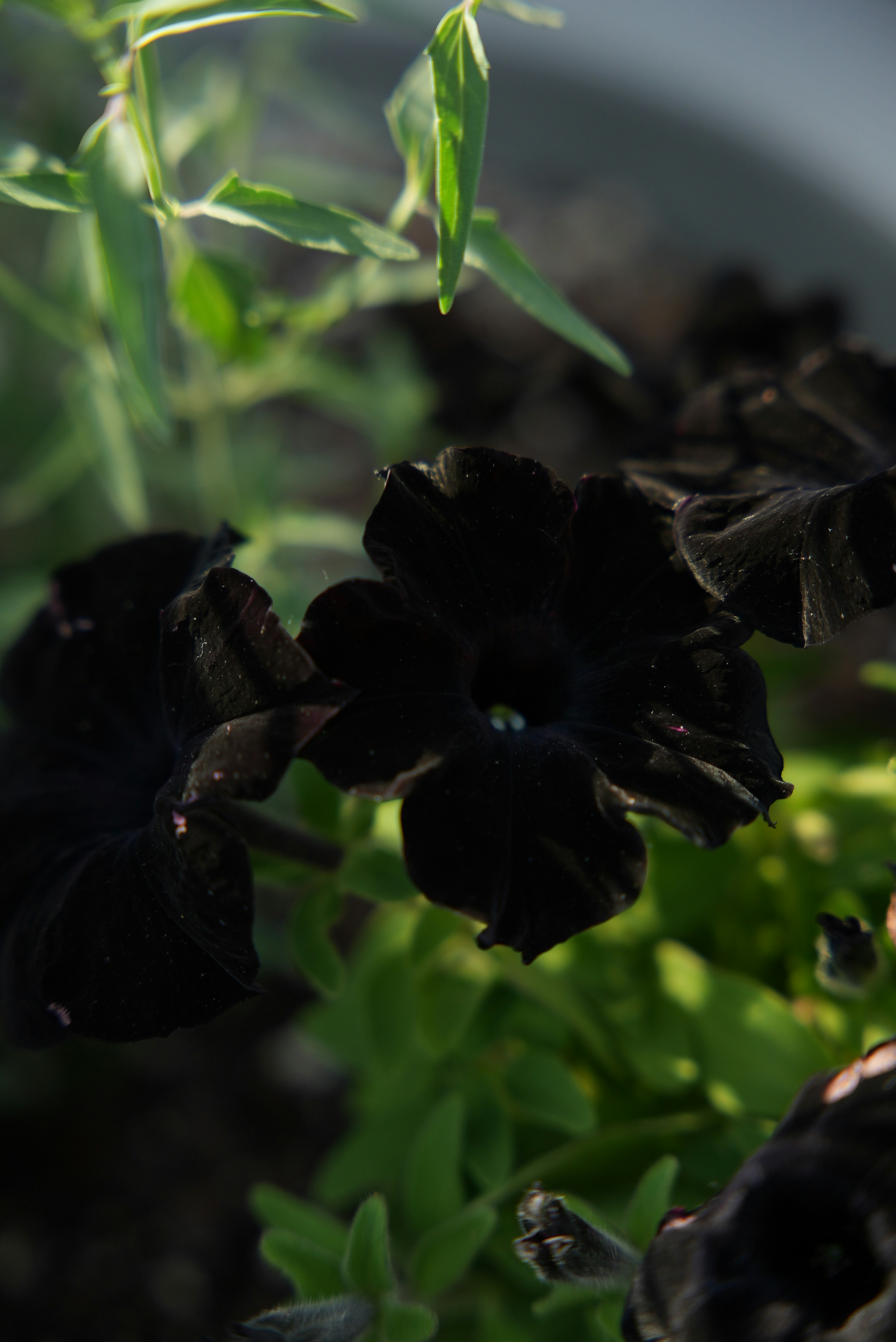 Midnight Petals: A Dark Velvet Flower Gains Subtle Light