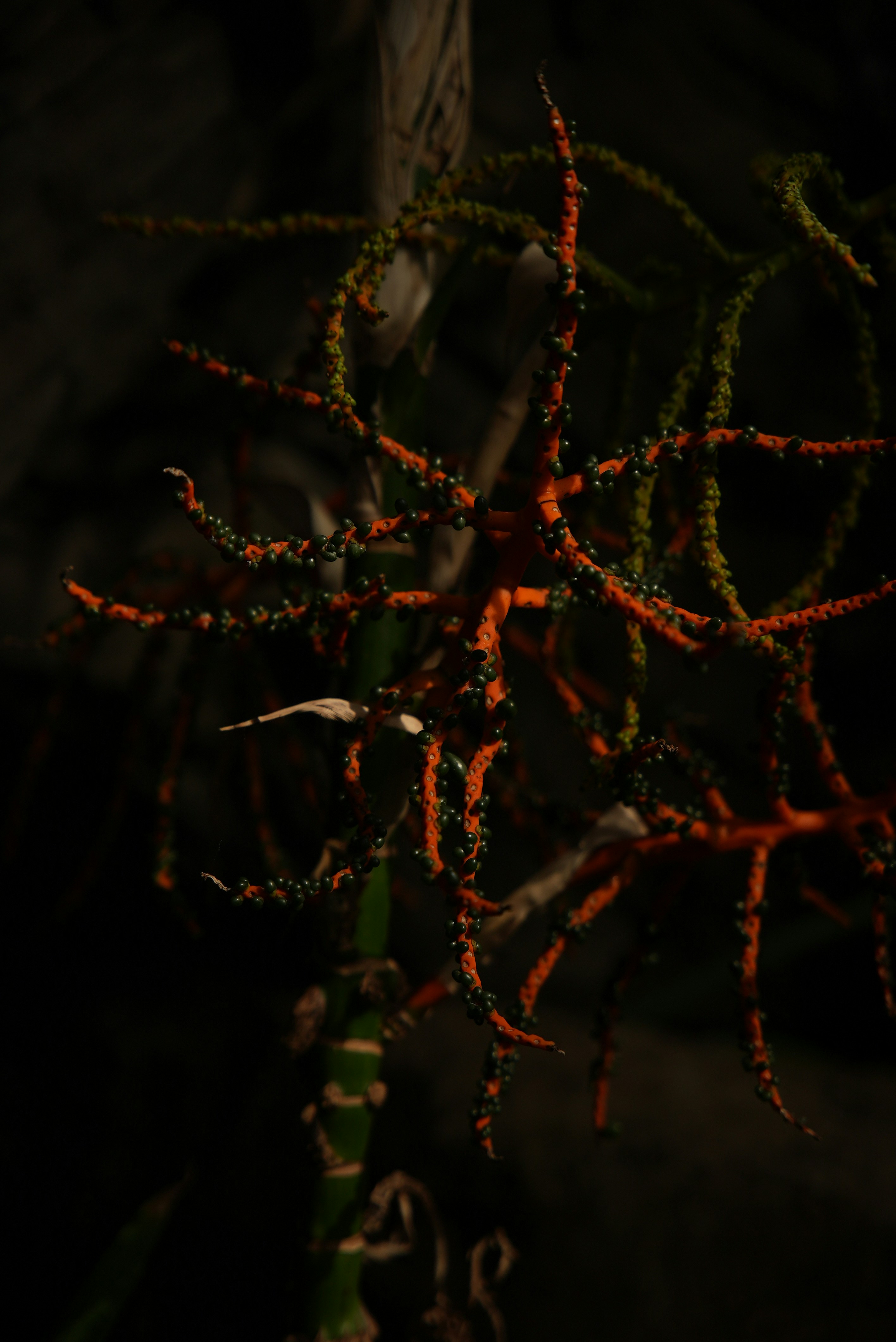 Scarlet and Moss: A Tangle of Ember-Red Threads in Shadow