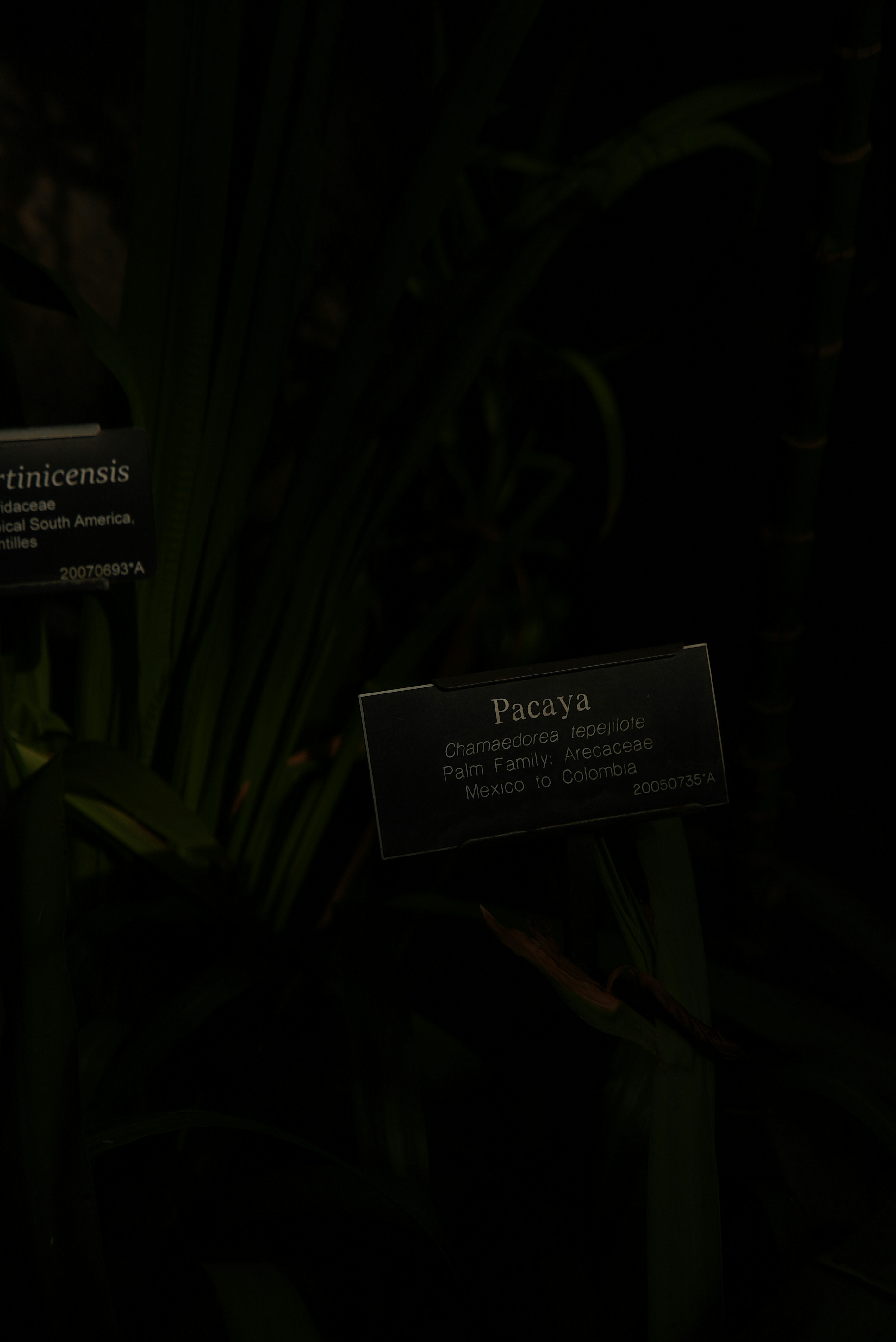 Hidden Labels in Low Light: A Quiet Plant Tag Moment