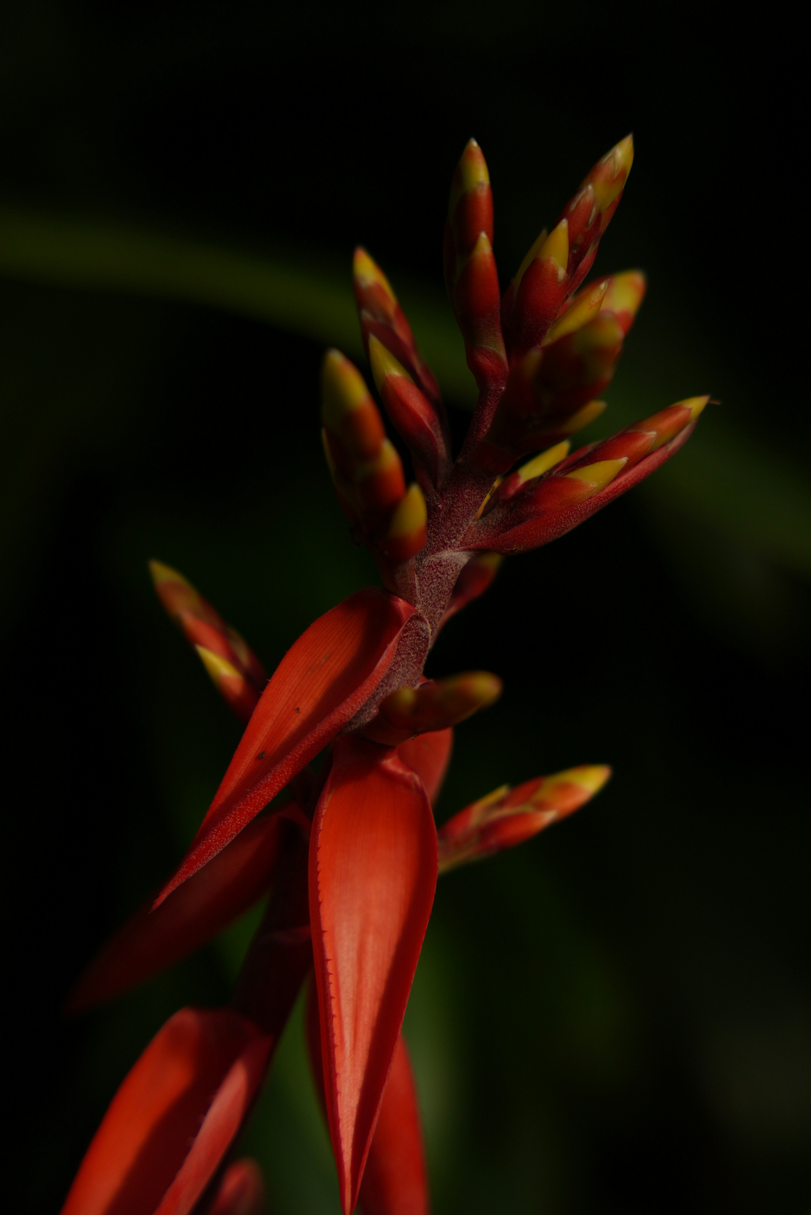 Crimson Bloom rising from shadowed green
