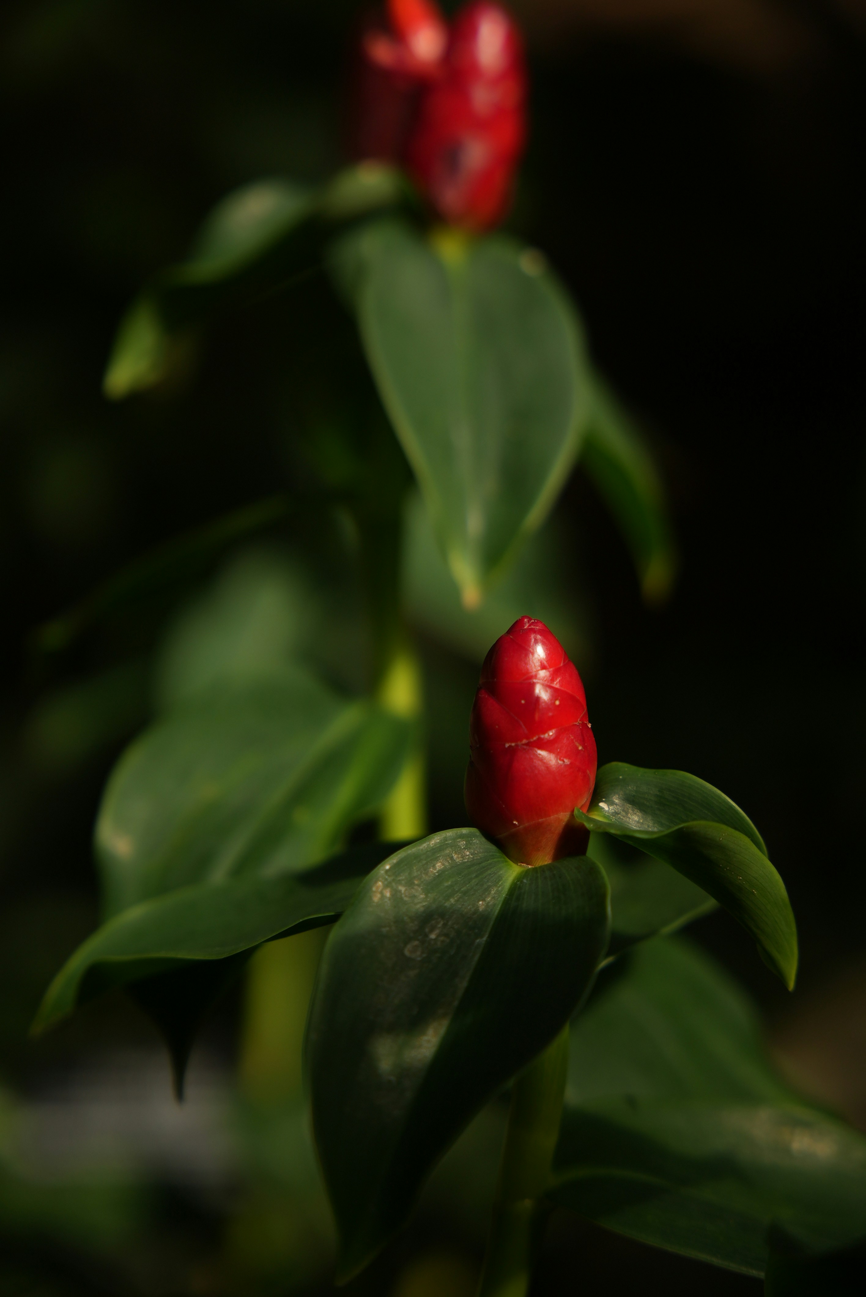 Red Spike: A Quiet Boldness of a Hidden Blossom