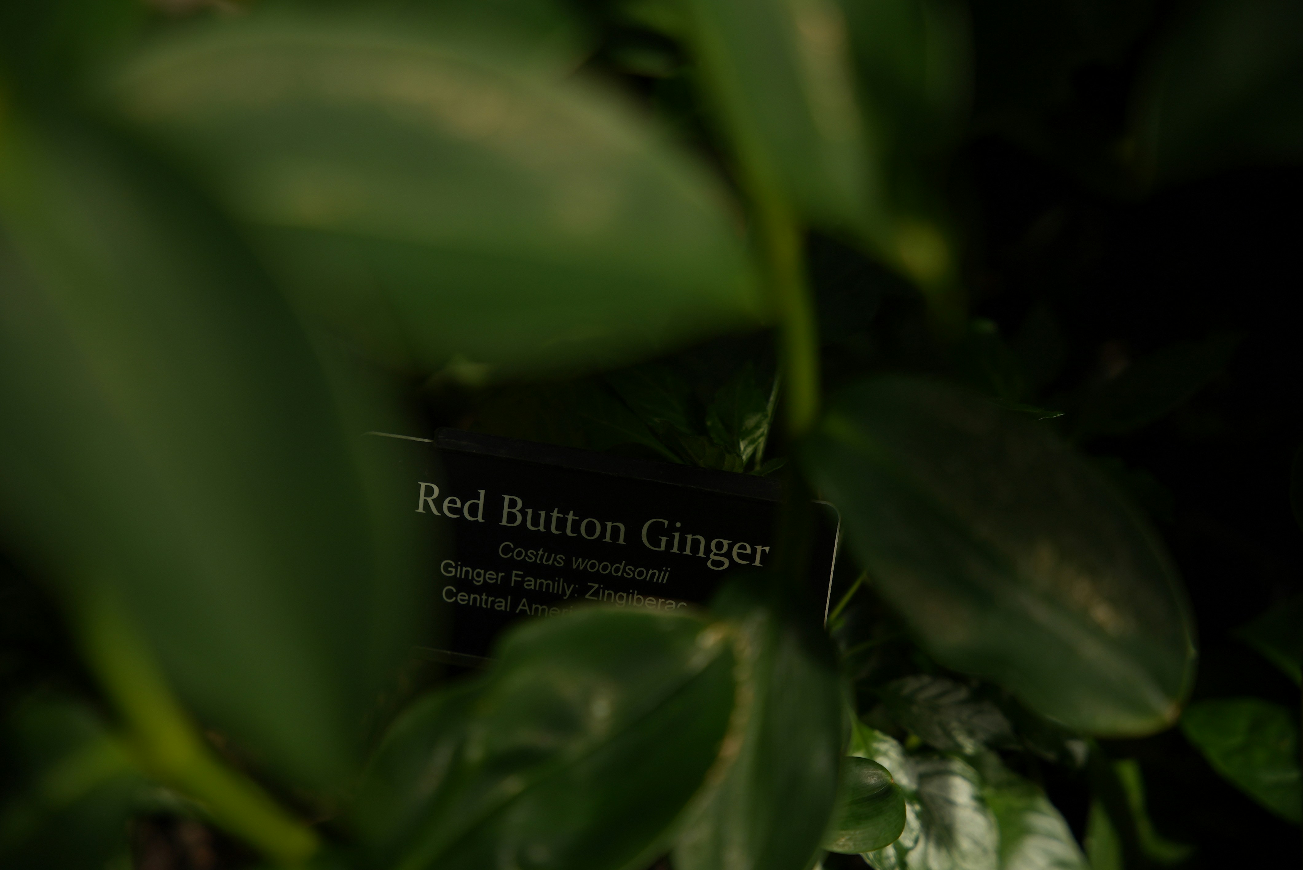 Whisper of Labels Amid Dense Leaves
