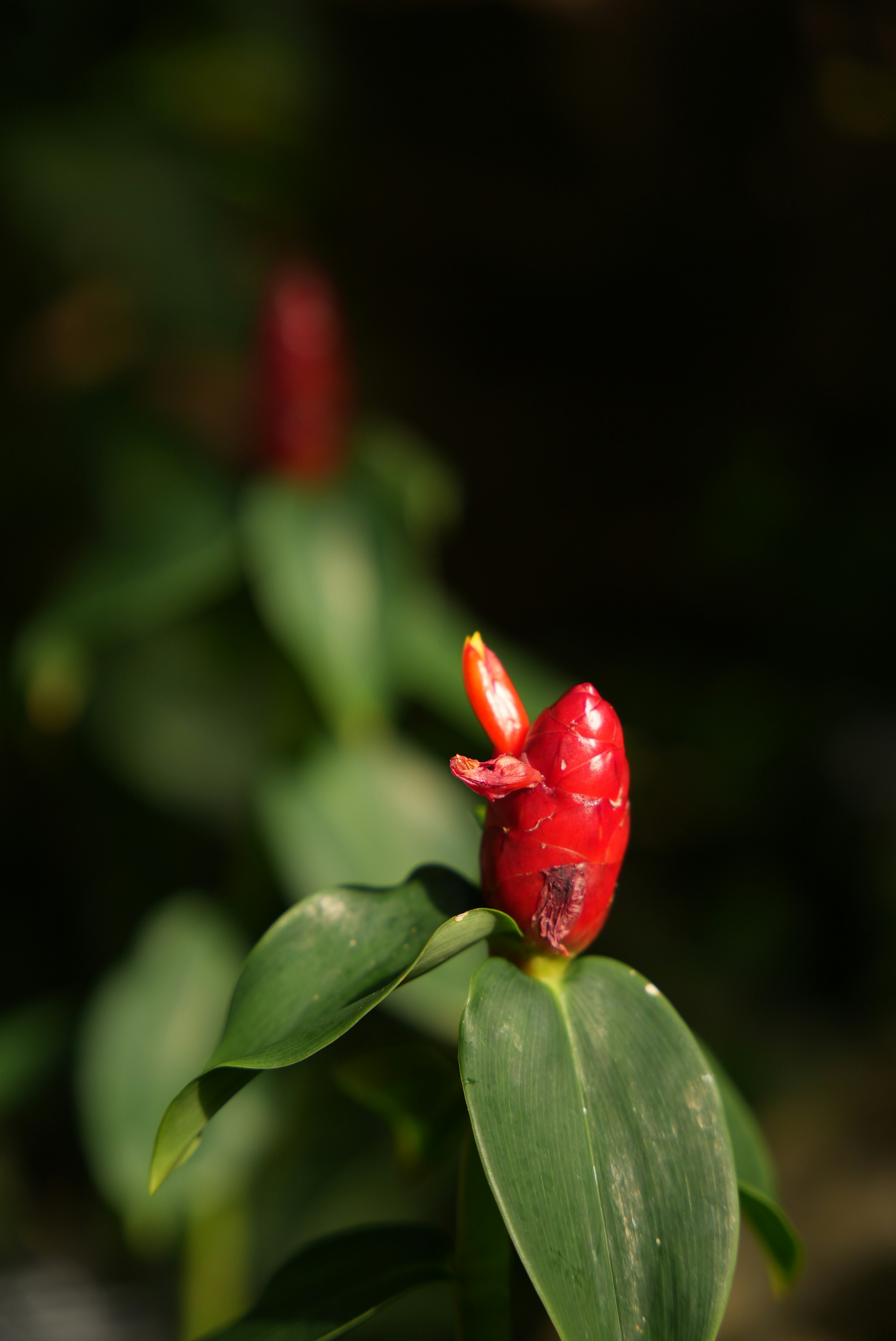 Crimson Bloom Piercing Through Green Silk
