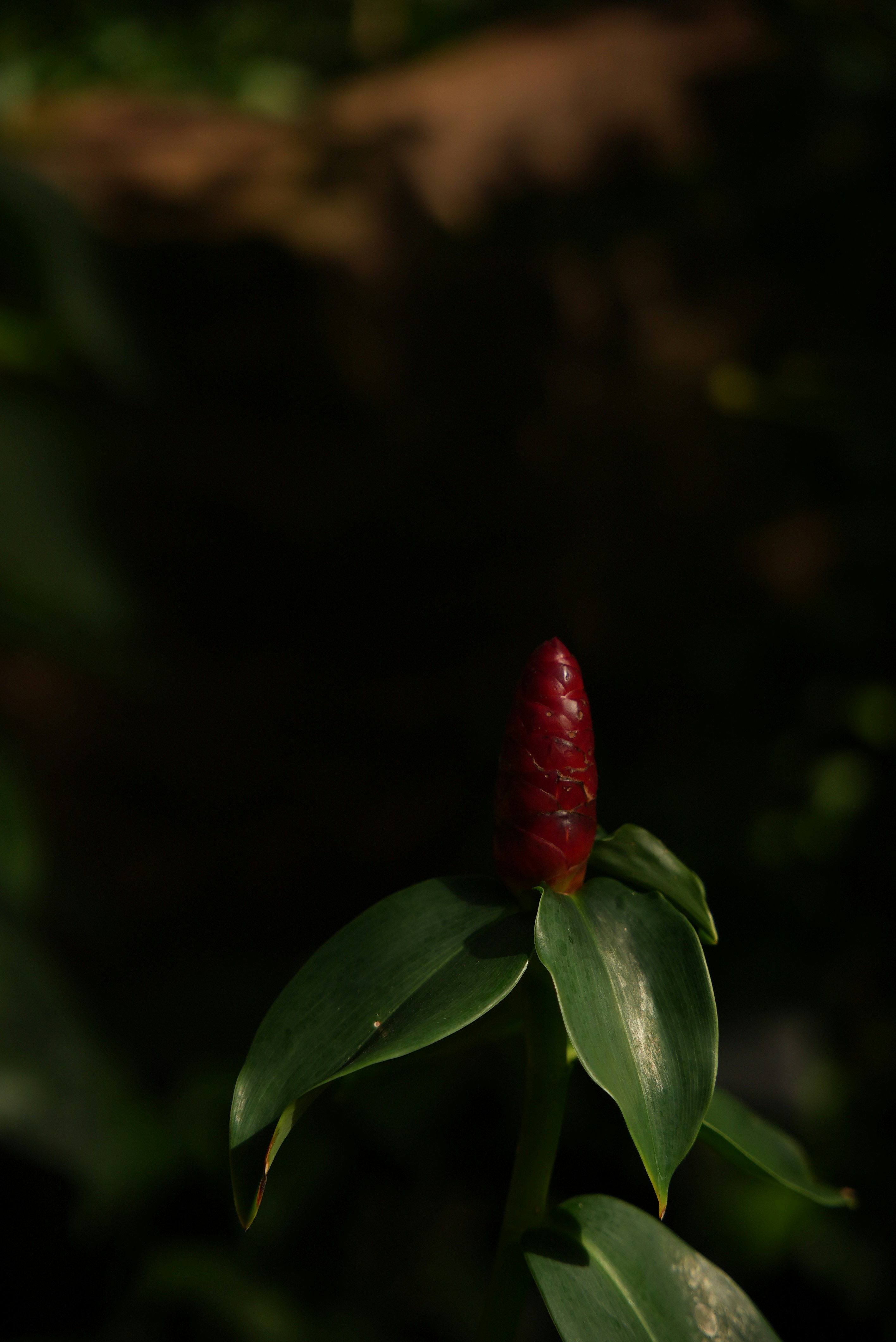 Red Torchflower Emerges from a Velvet Shadow