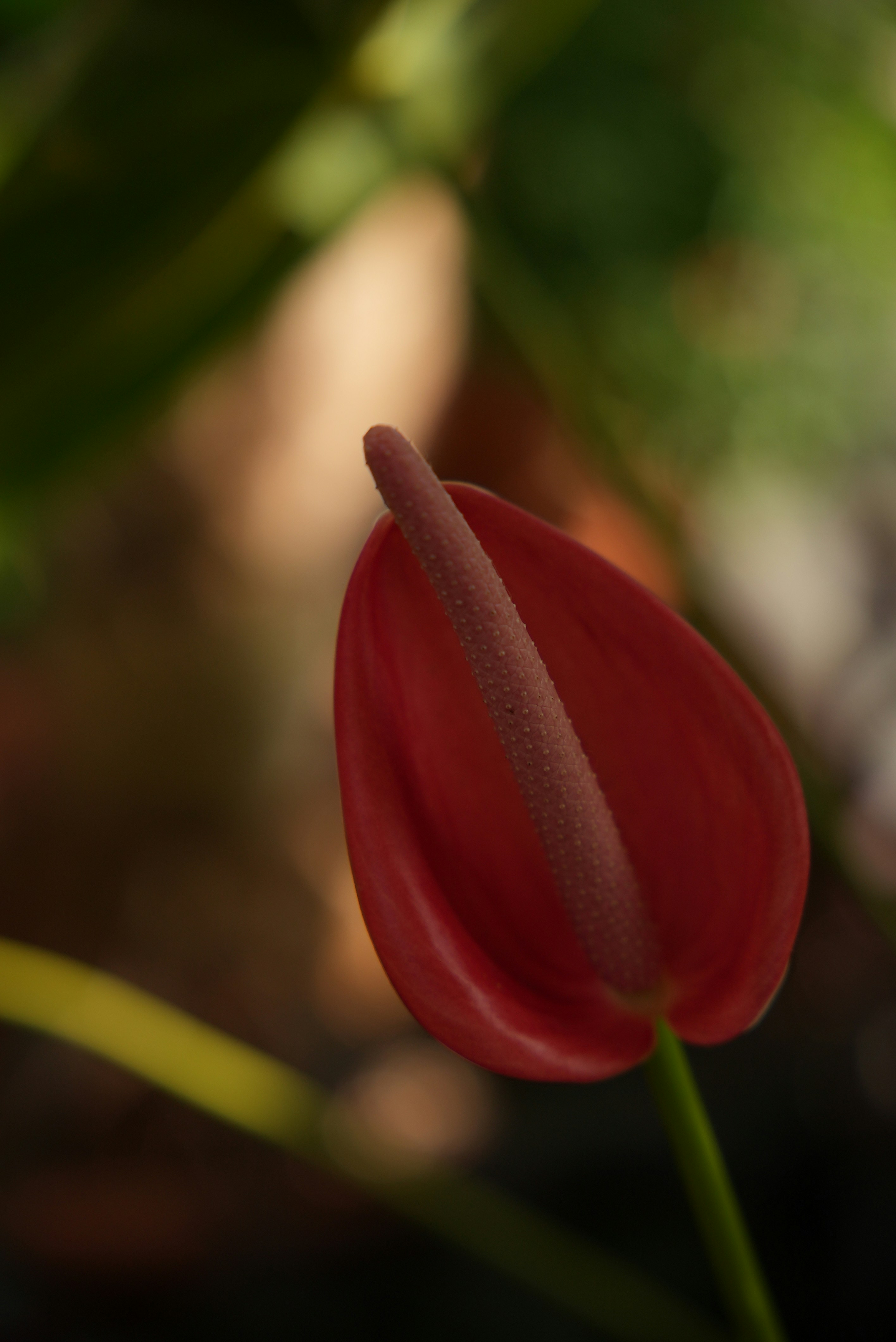 A red anthurium flower with a long spadix.