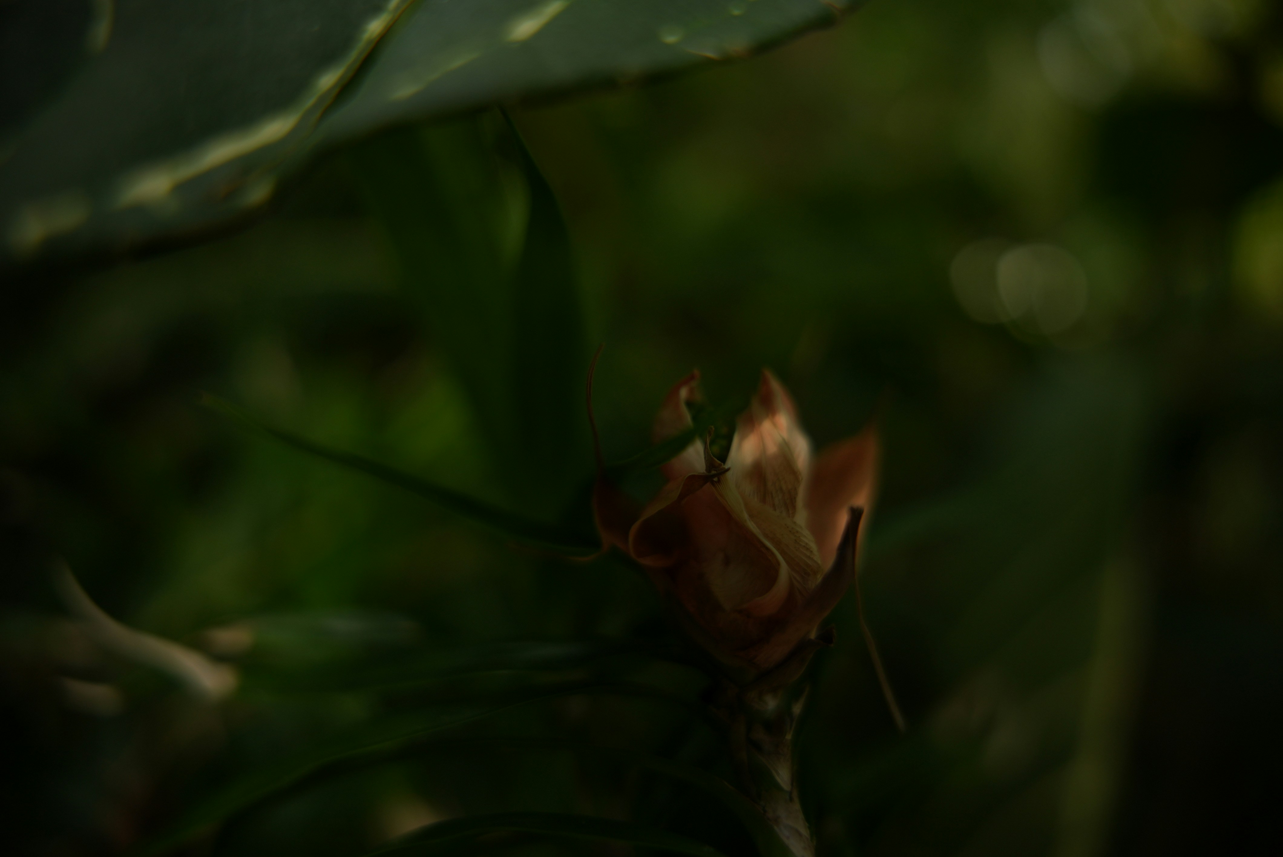 Hidden Bloom in the Shadowed Foliage
