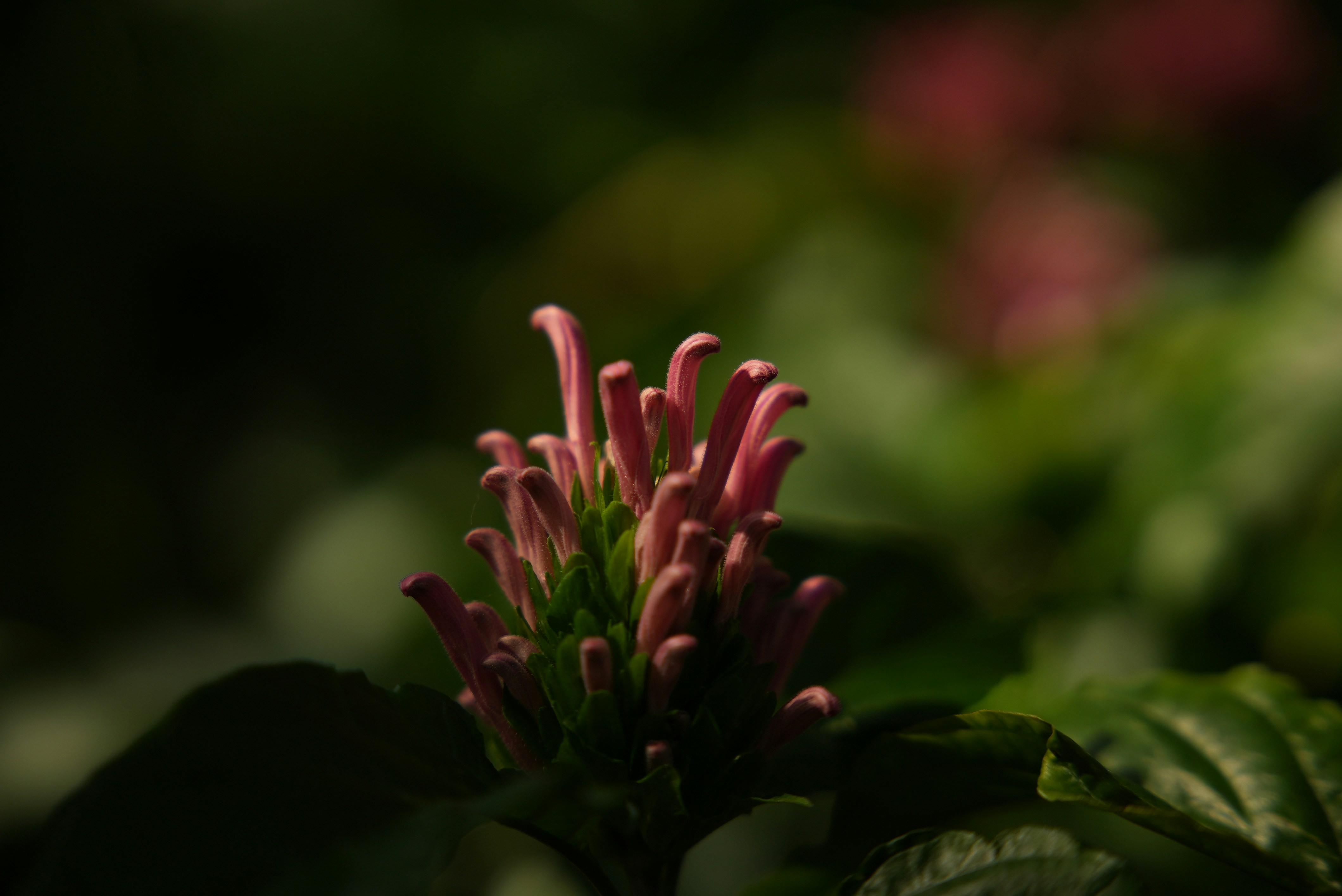 Emerald Apex: a close embrace of pink bloom in shade