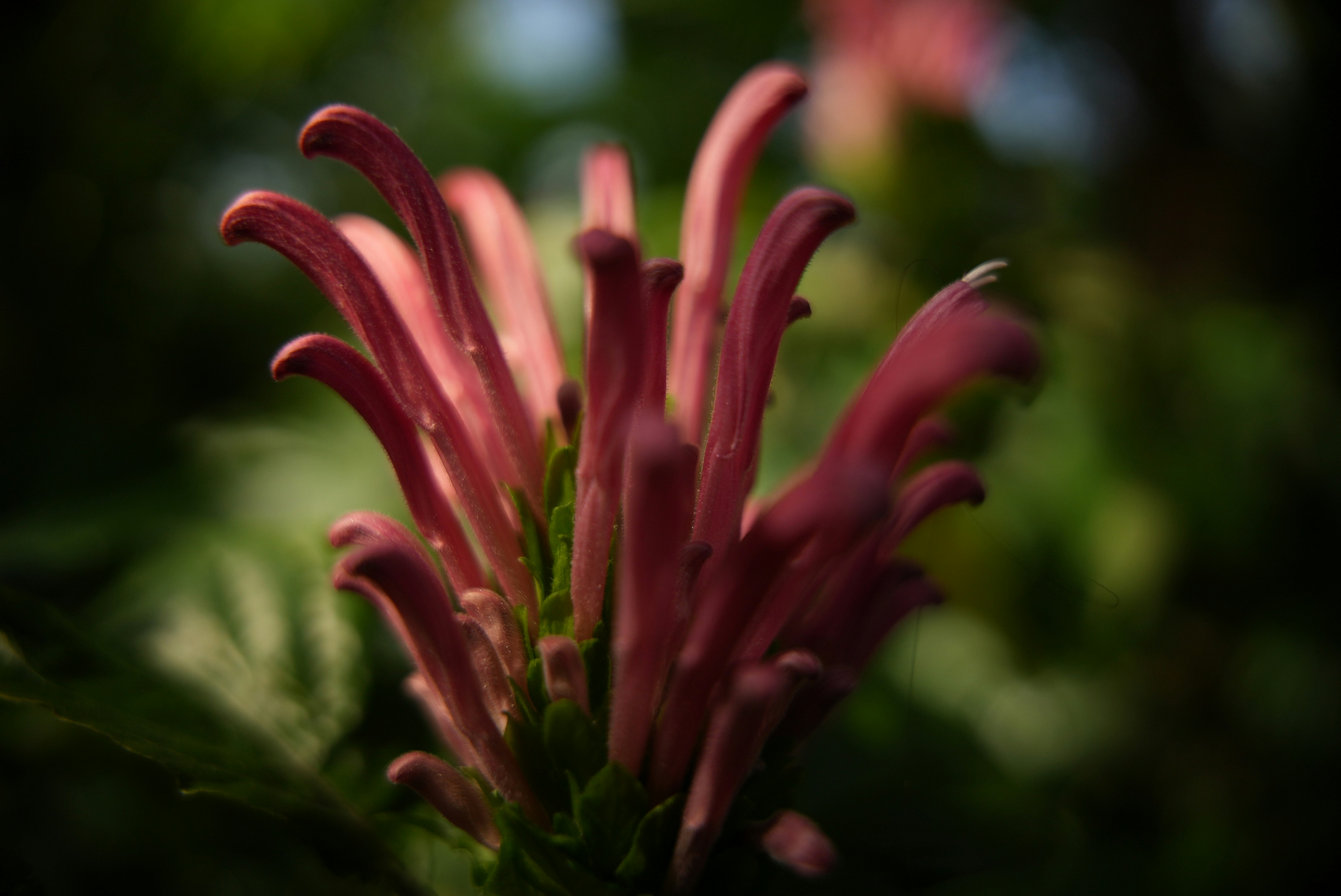 Crimson Tendrils: A Lupine-rose Bloom Reaching for Light