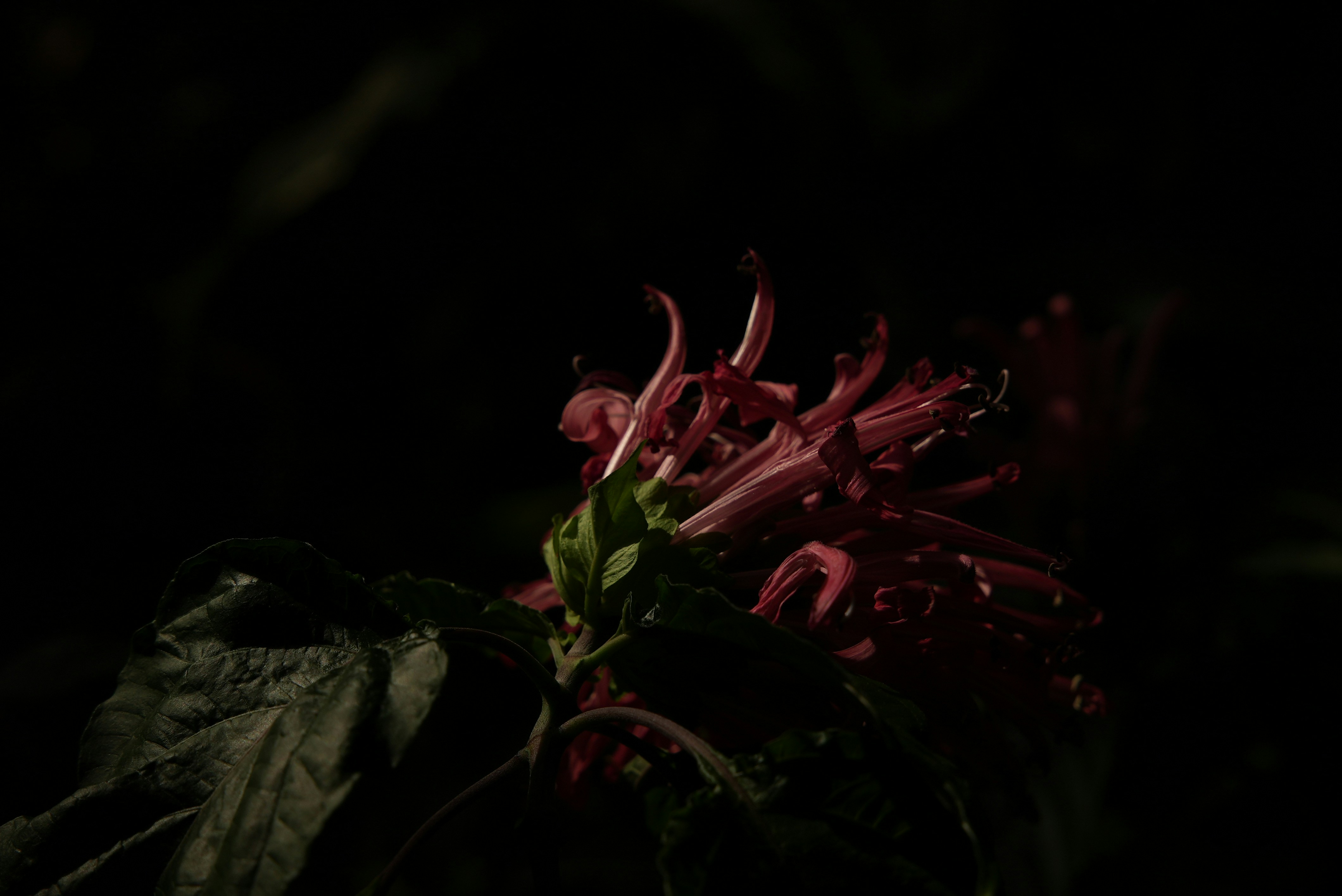 Dim Bloom: A Single Coral Orchid Emerges from Shadow