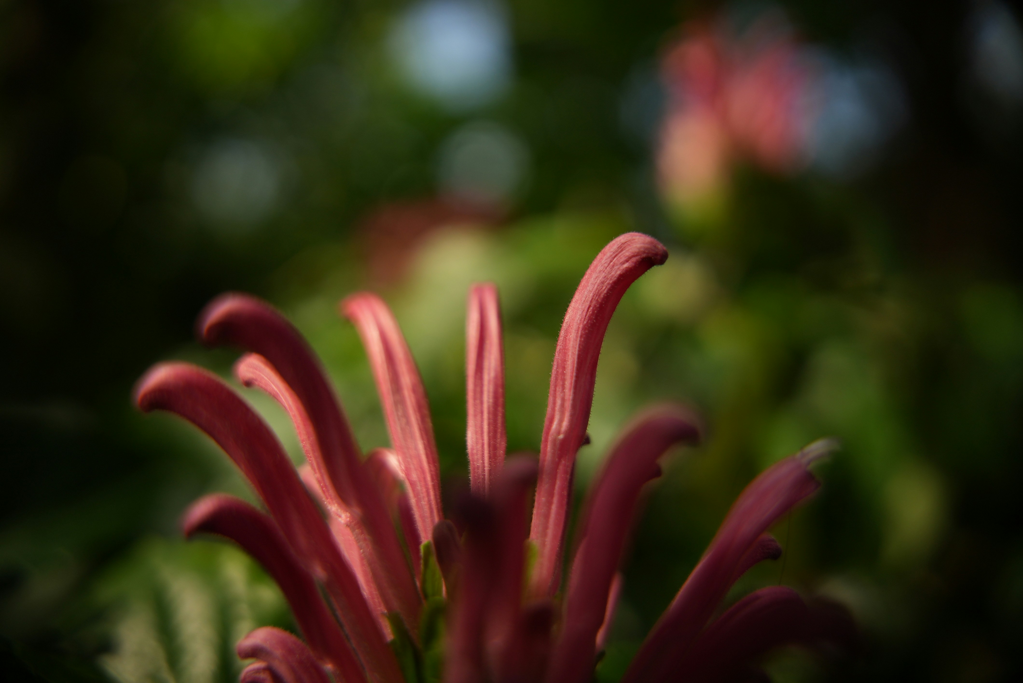 Flaming Bloom: A Close-Up of Coral Tendrils in a Sunlit Garden