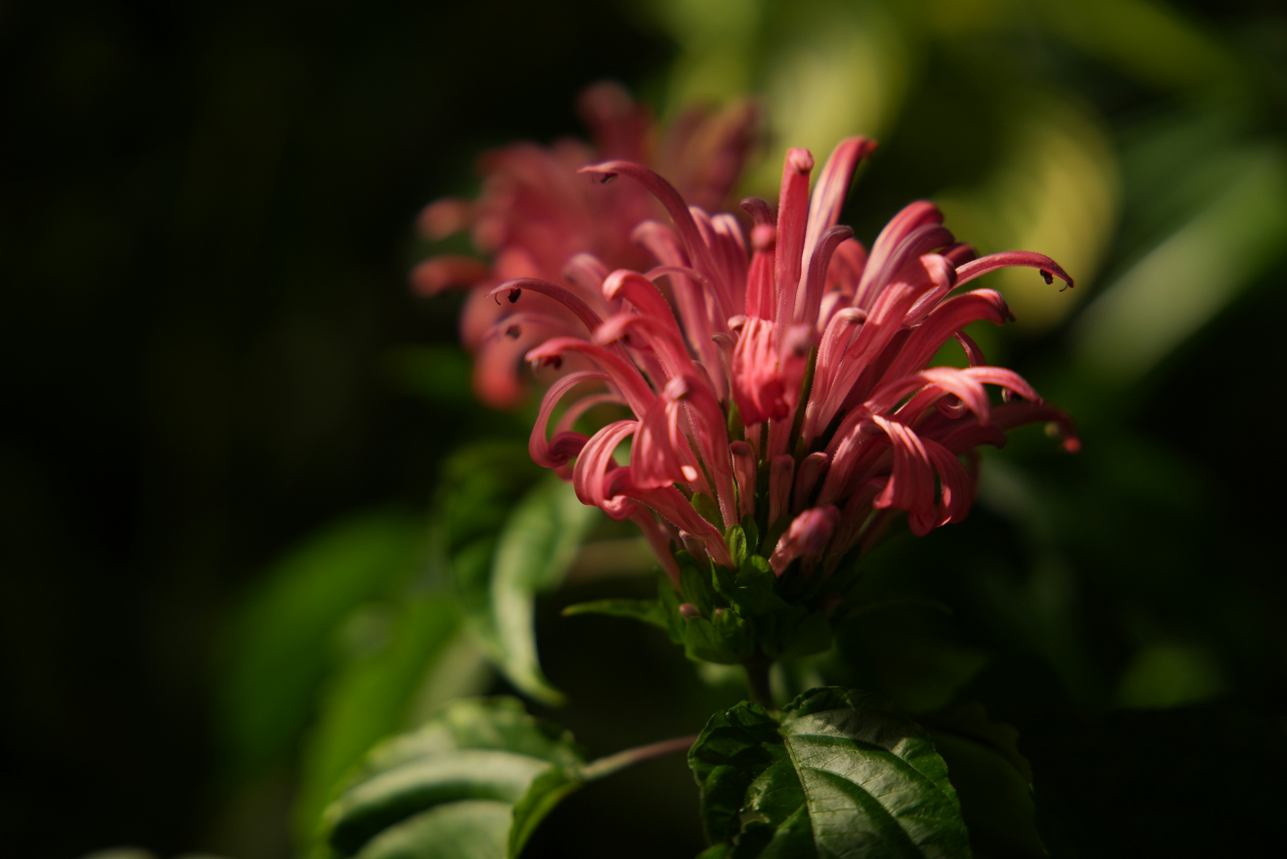 Crimson Petals: A Bloom in Dappled Shadow