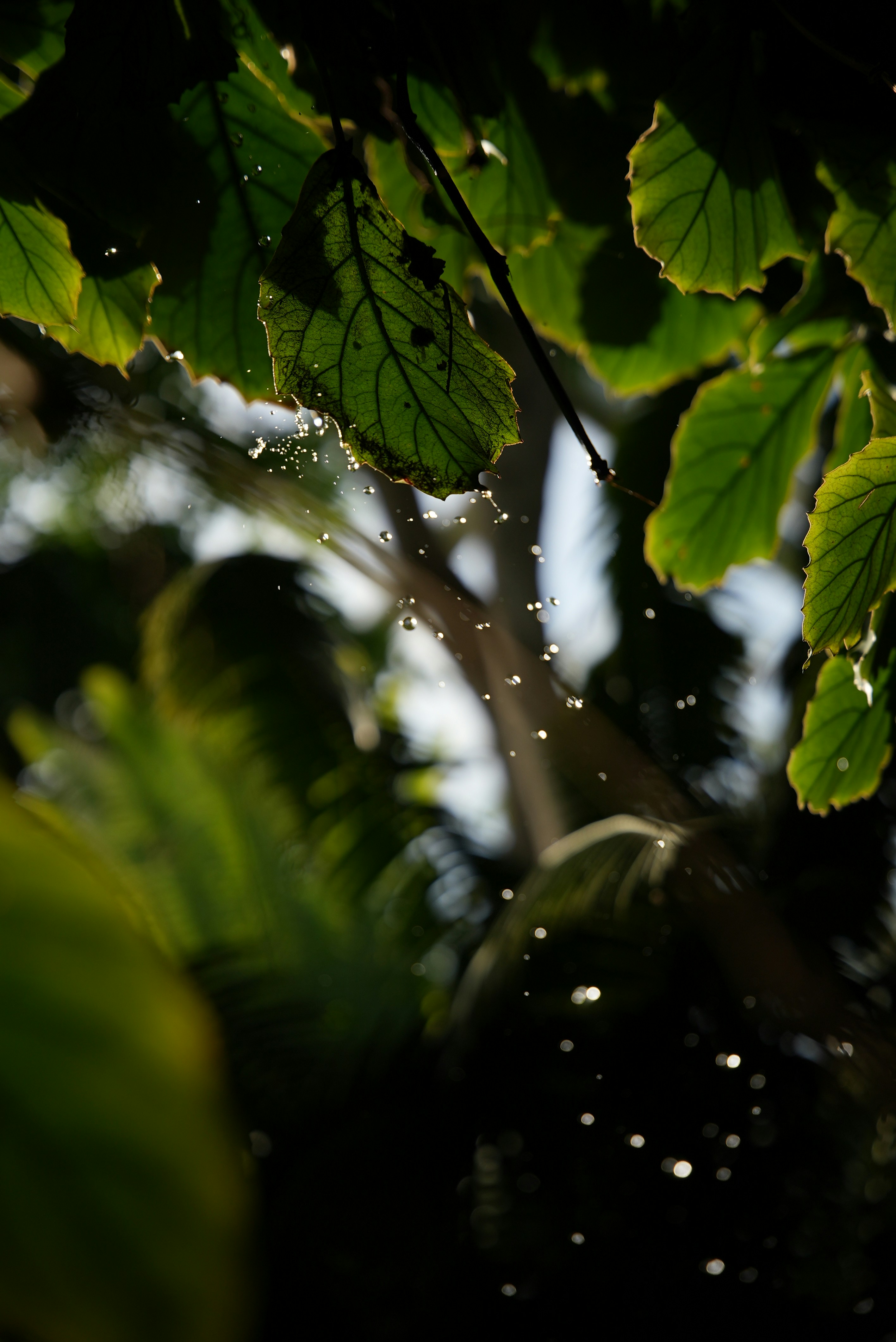 Water droplets sparkle on green leaves in dappled light.