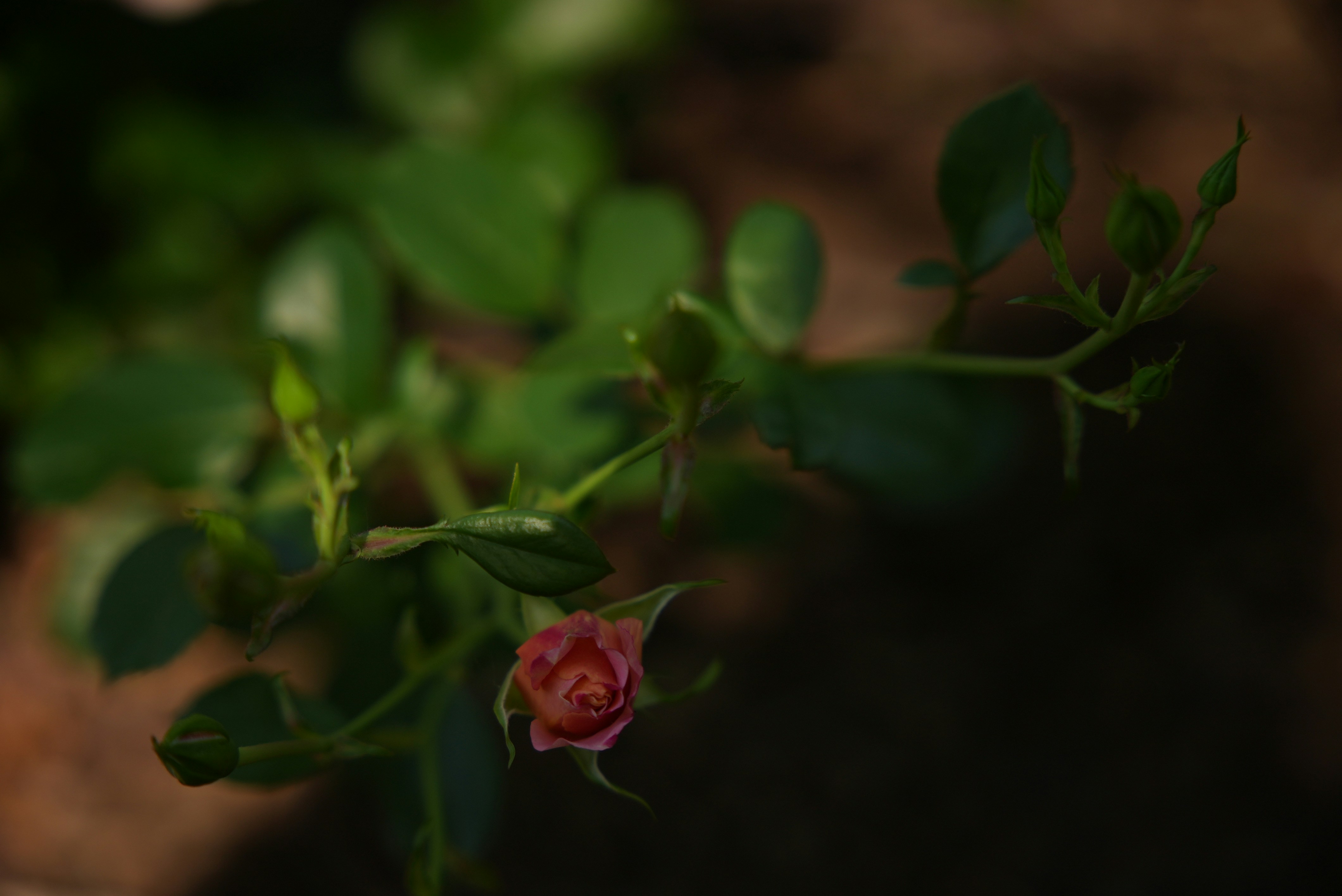 Pink Rosette In Shadowed Garden