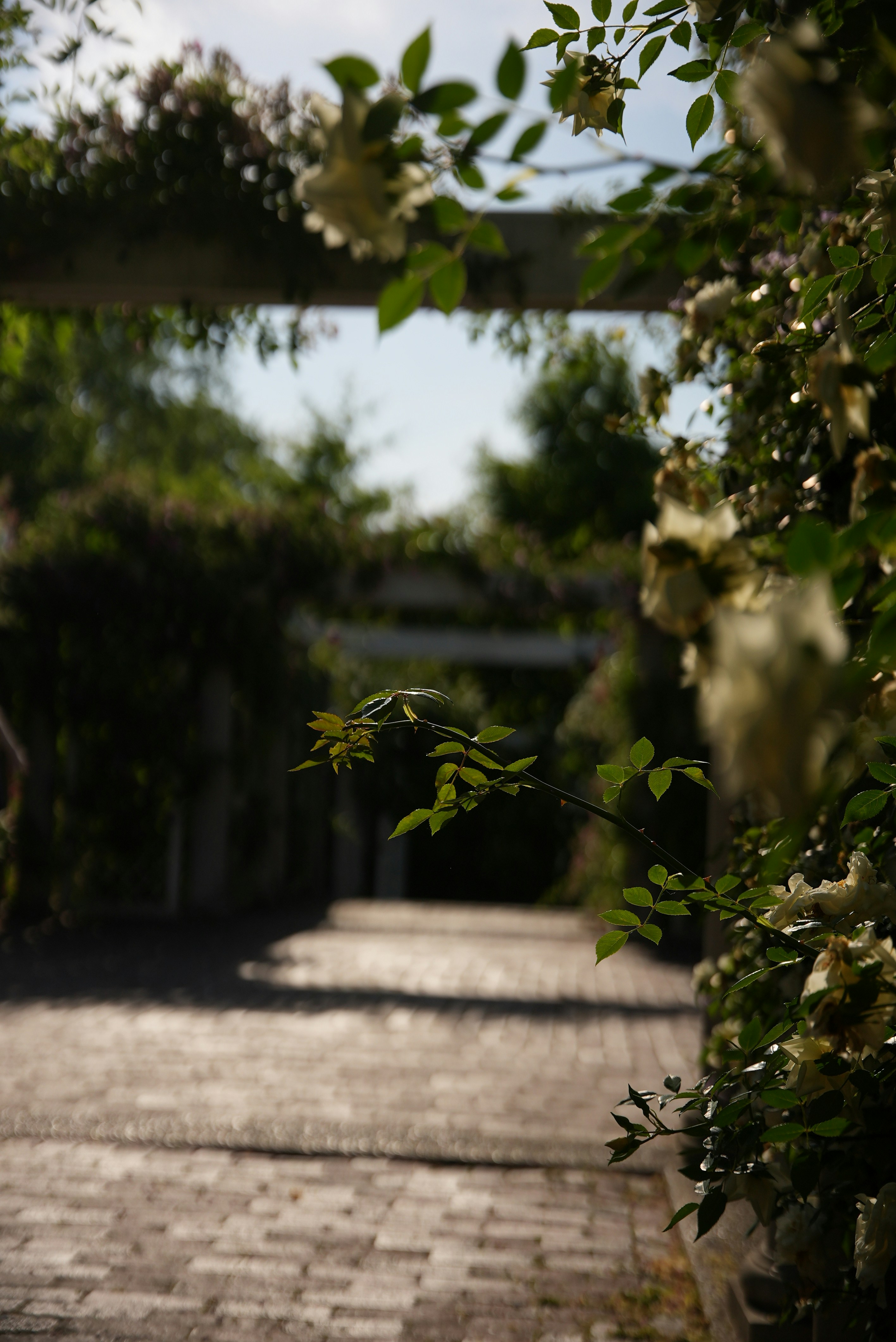 A brick pathway through a garden archway with green foliage.