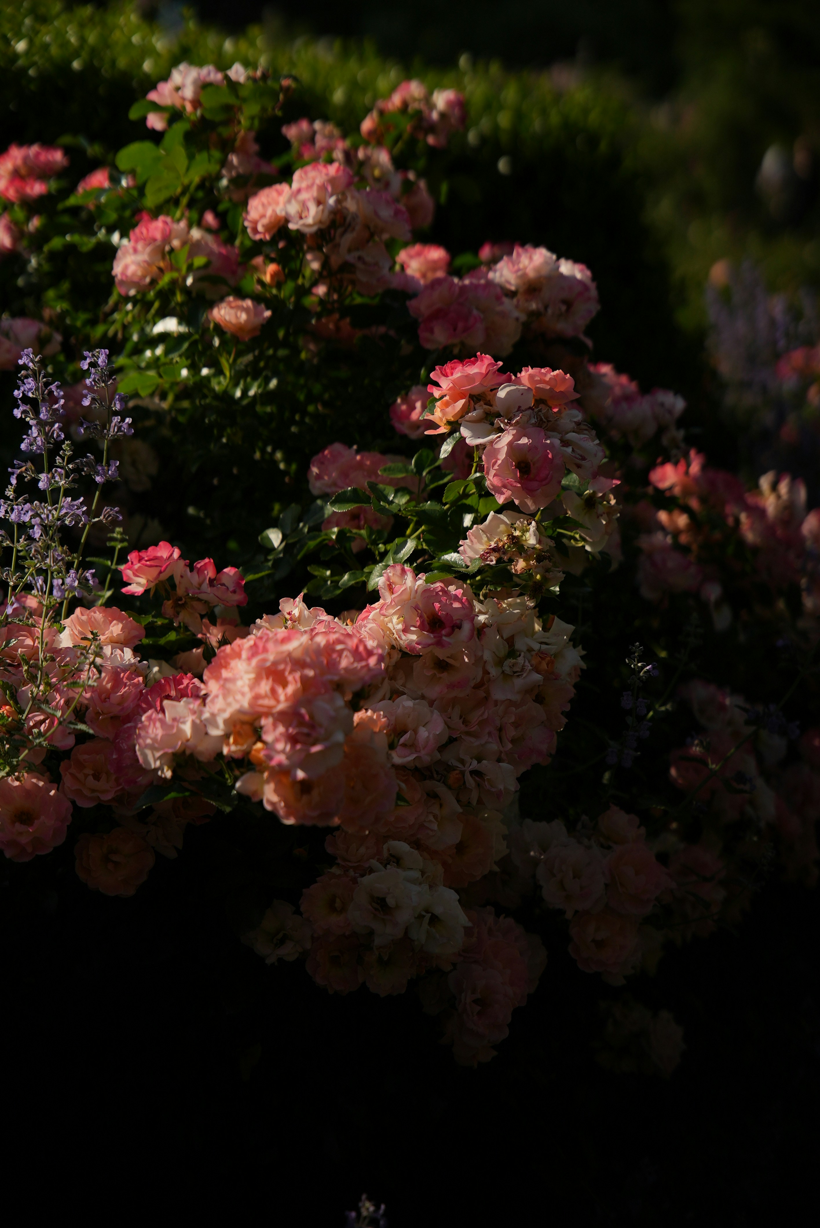 Pink roses and purple flowers in dappled sunlight.