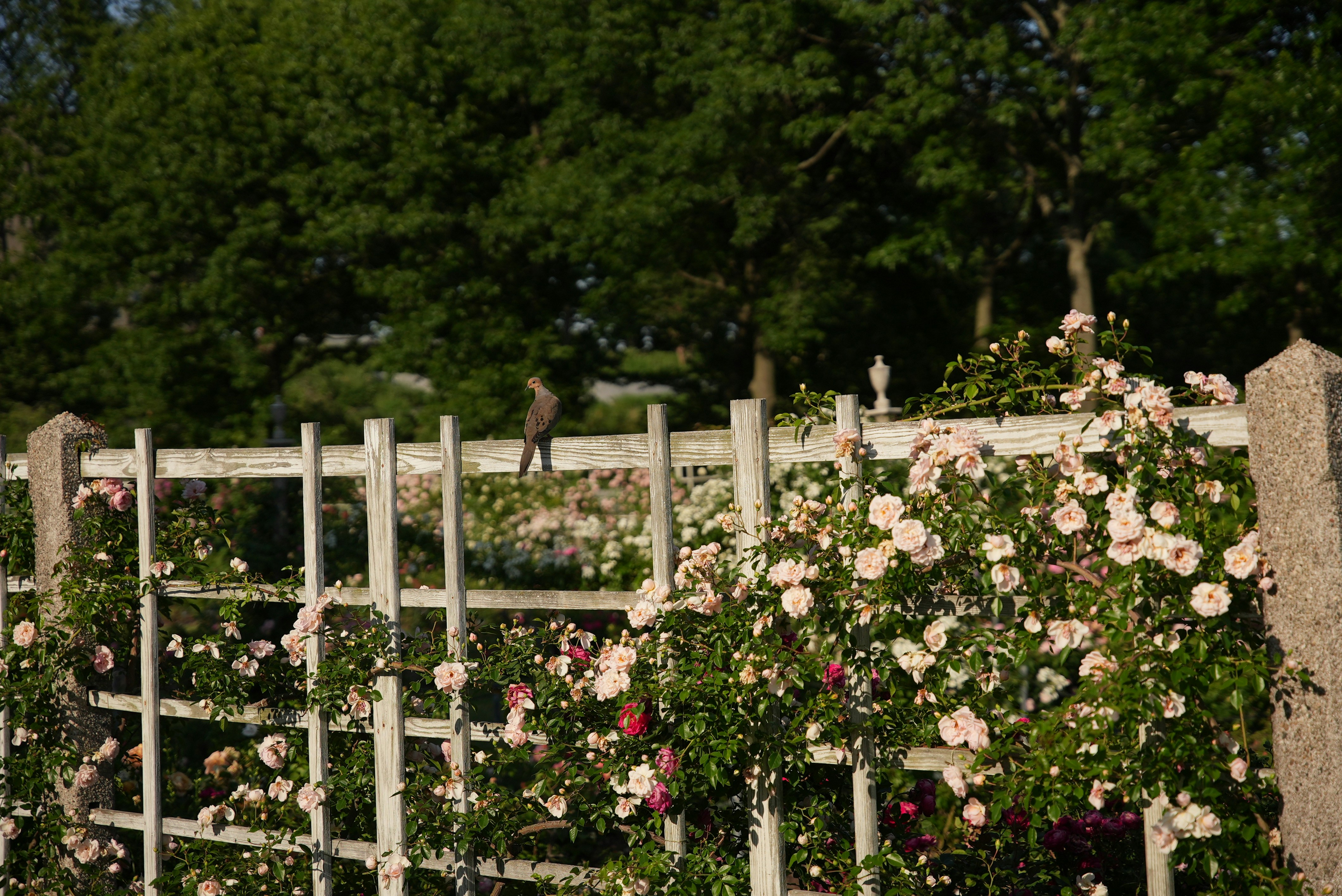 Rose Archway with Bird in a Sunlit Garden Fence