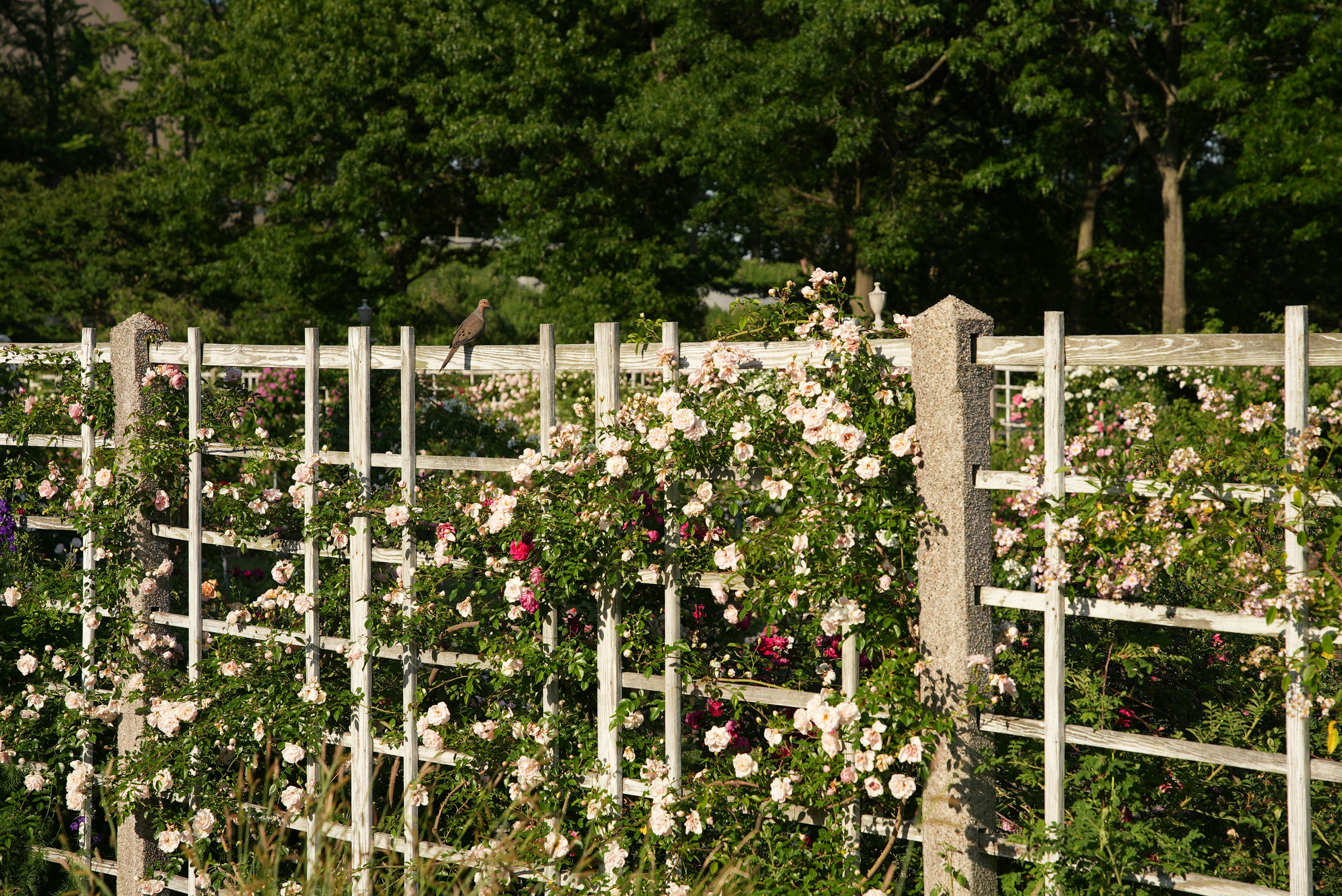 White wooden trellis covered with beautiful climbing roses.