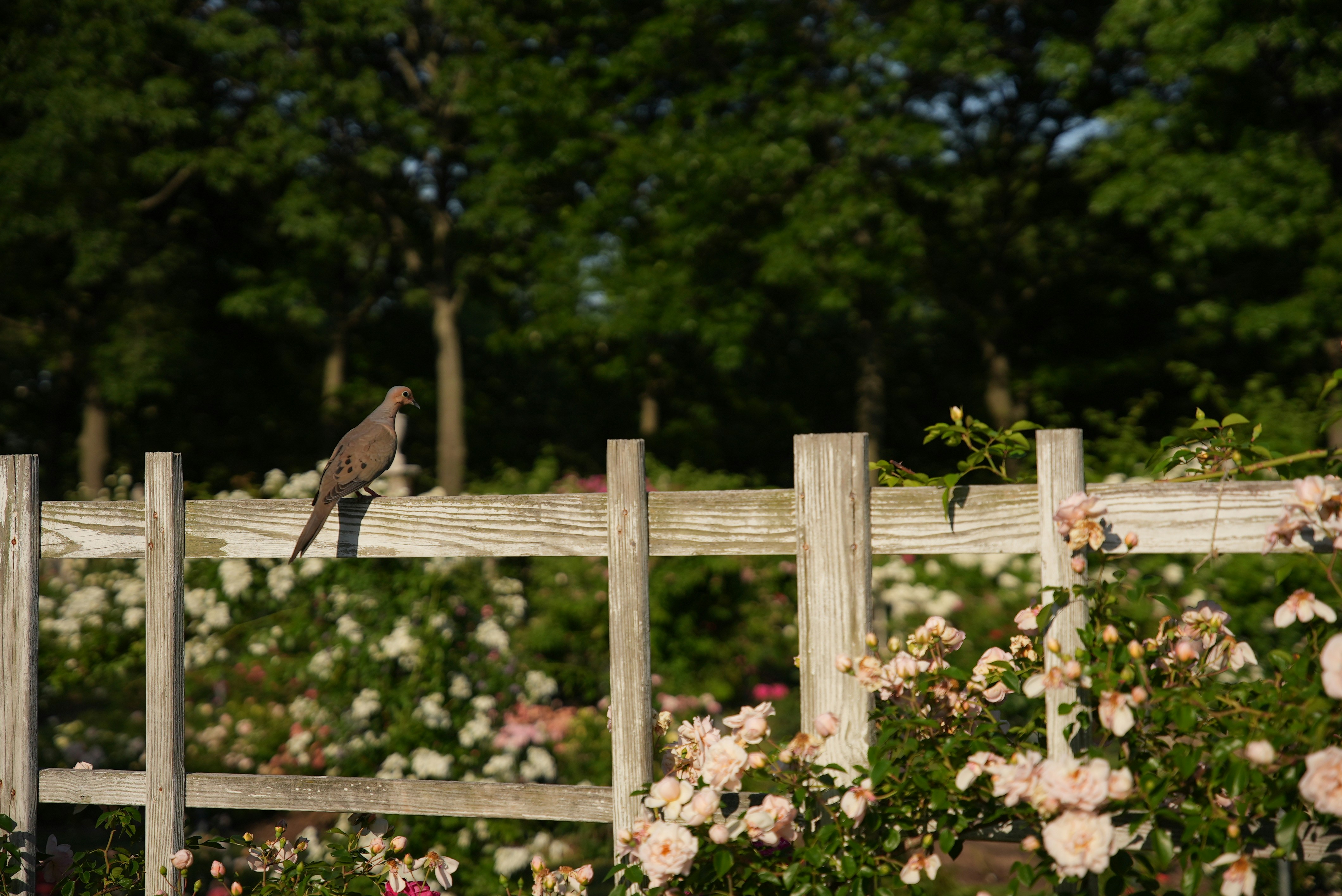 Brown bird on rustic fence with light pink roses.