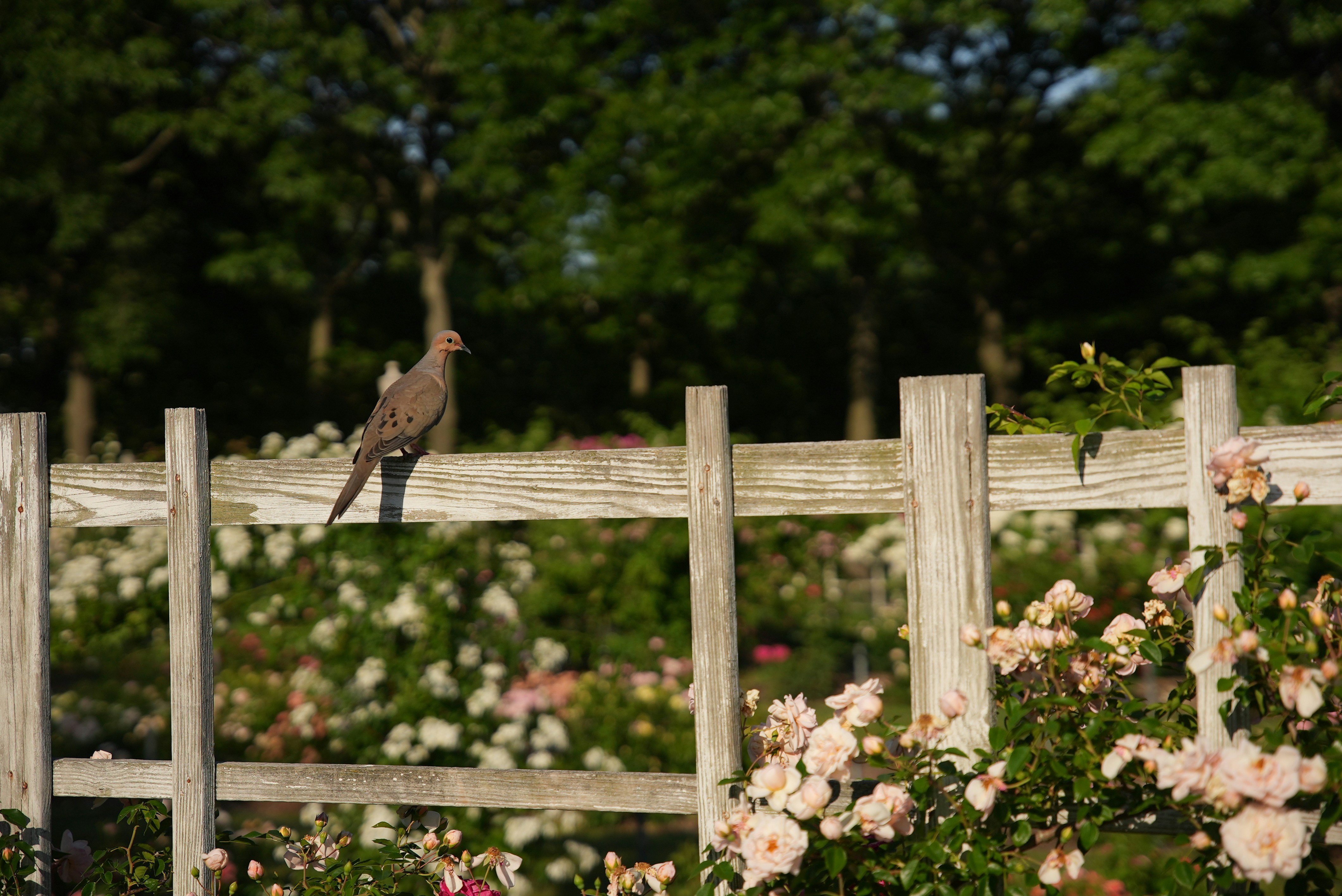 Pink roses climbing along a garden fence at the New York Botanical Garden, creating a colorful display of blooms and greenery. The delicate petals and lush foliage showcase the beauty of cultivated roses in an urban botanical setting.