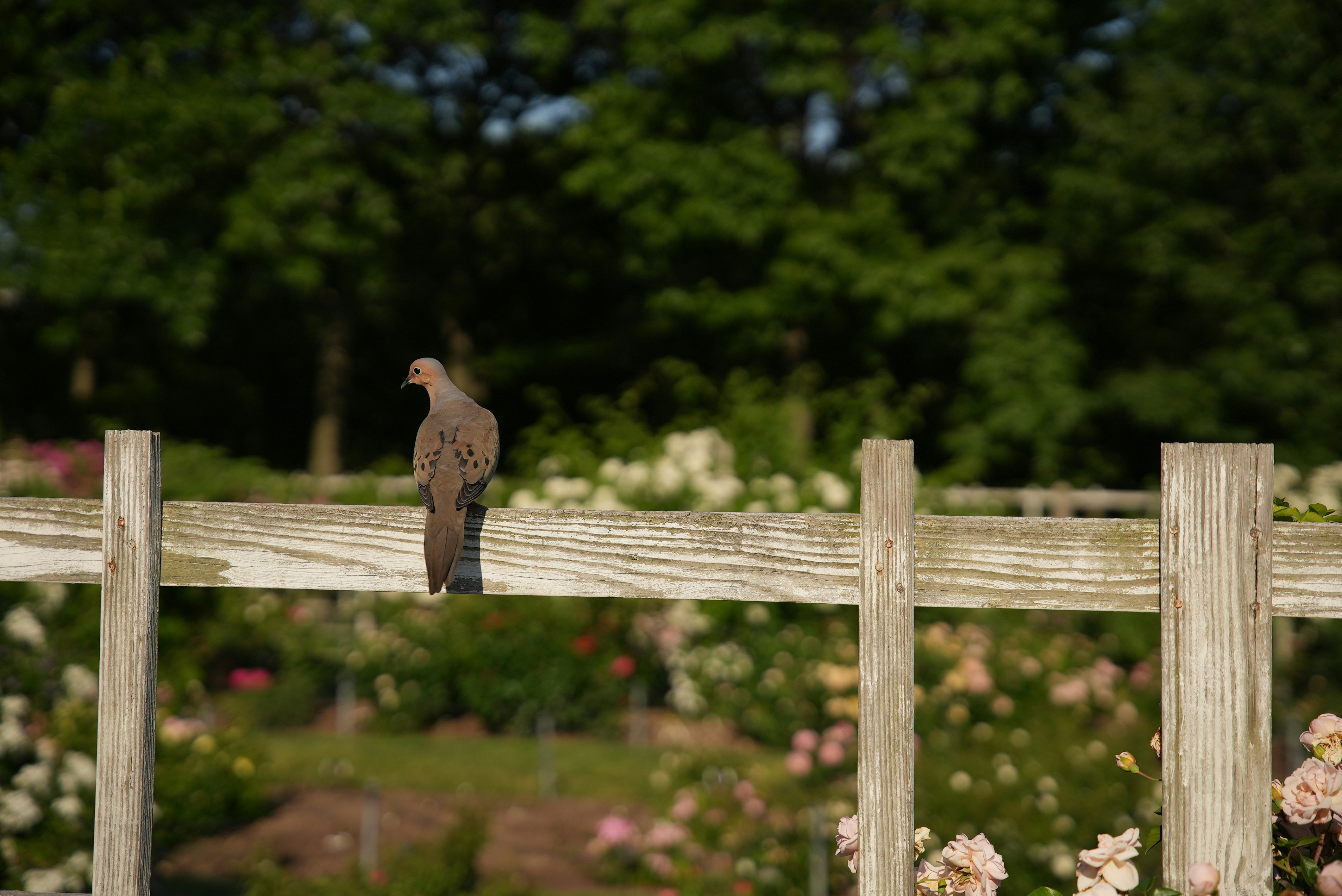Perched on a Weathered Fence: A solitary dove surveying a blooming garden