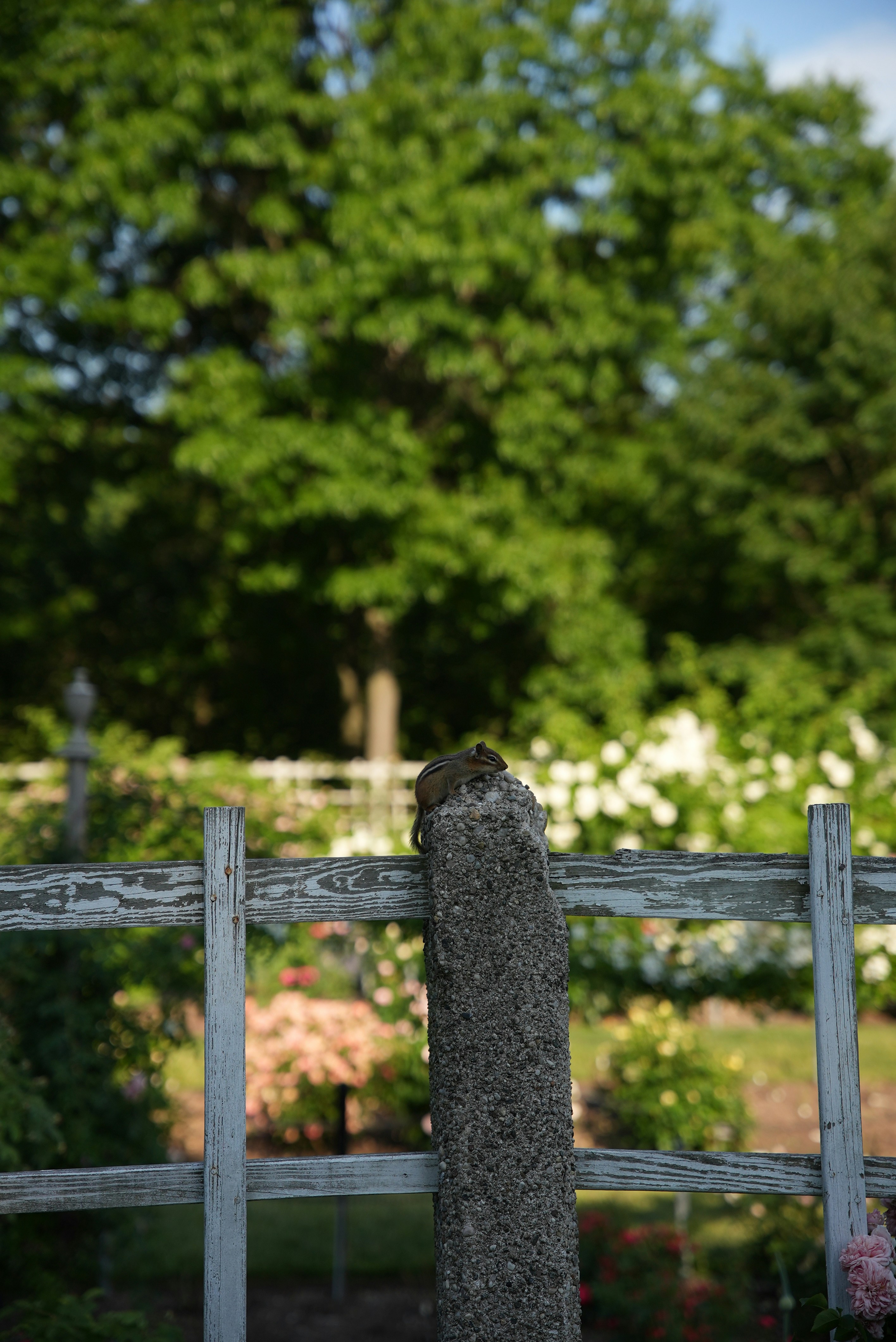 Weathered gatepost anchor in a sunlit floral garden