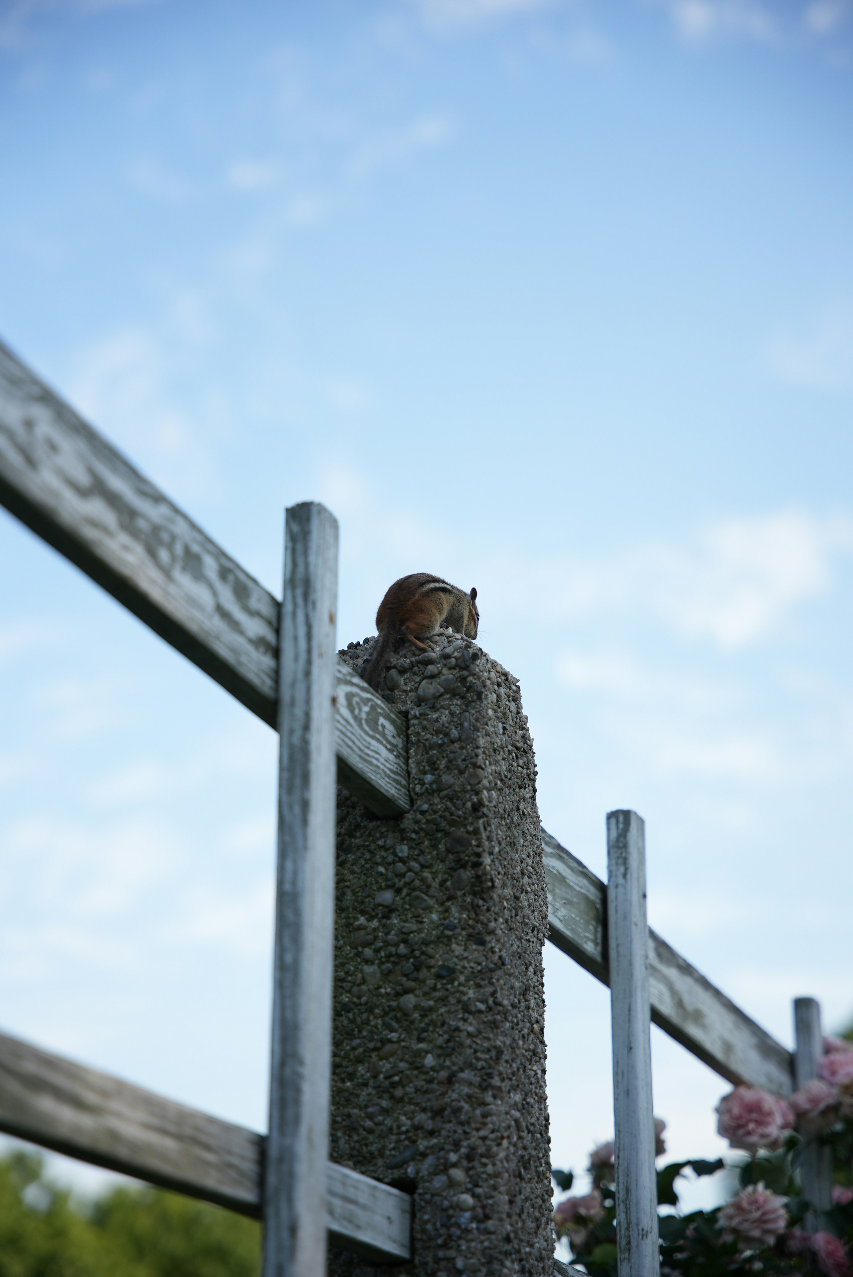 Perched at the Gatepost: A Bird Resting Above Weathered Wood