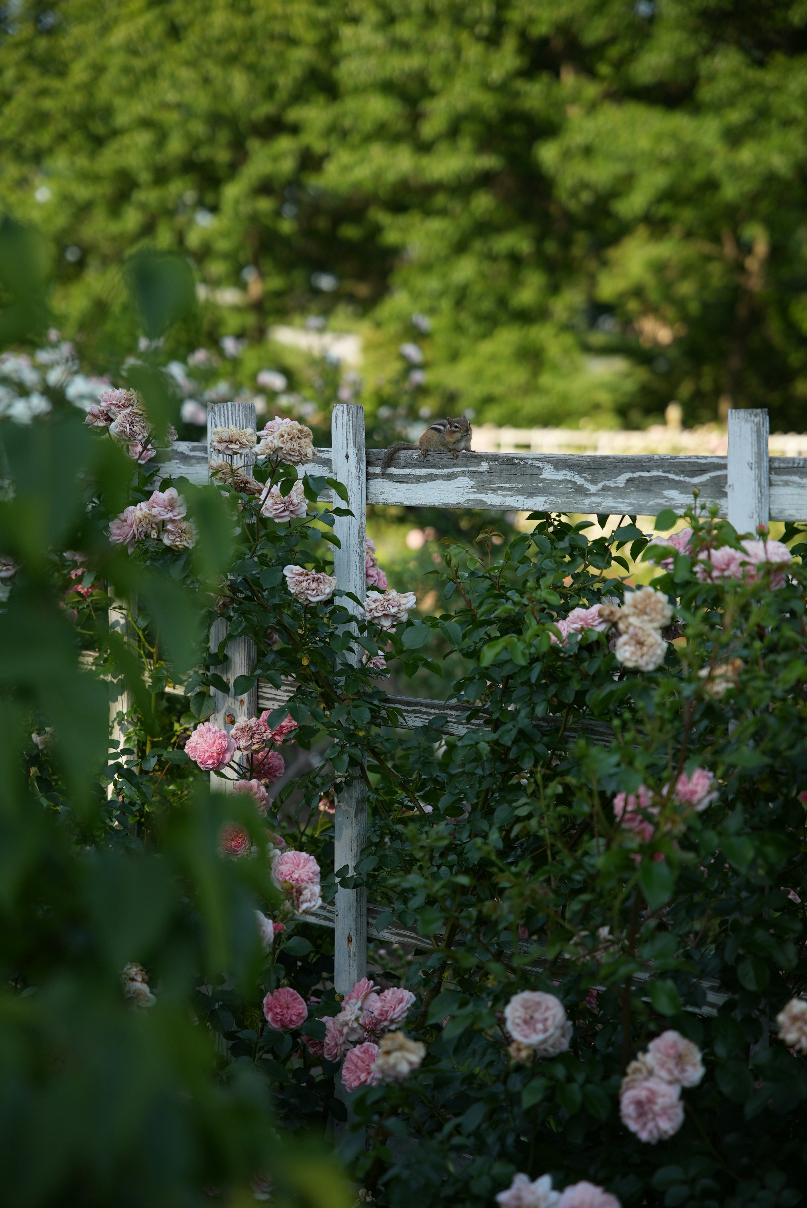 Floral Gatekeeper: Pink Roses Framing a Weathered Fence