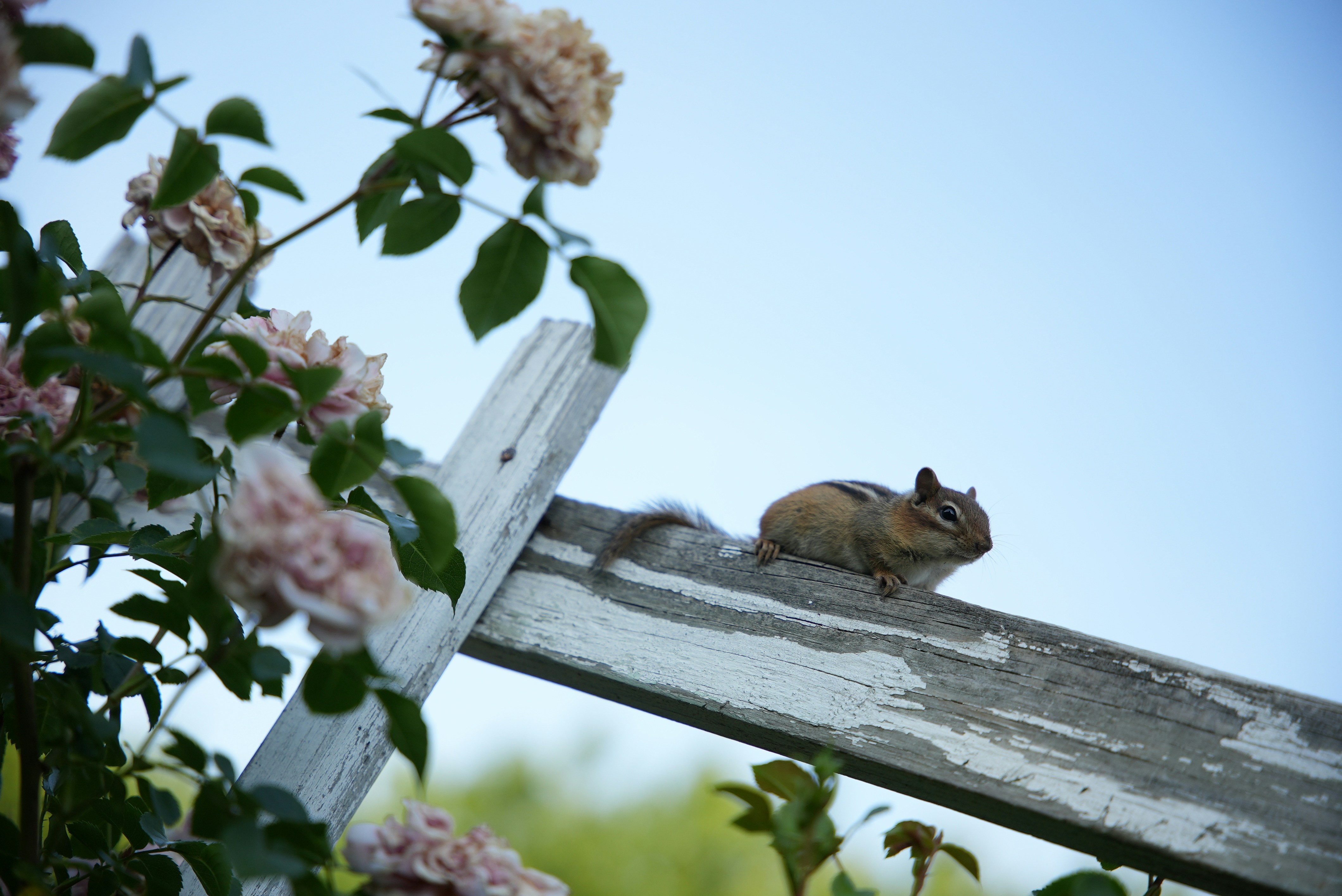 Squirrel on weathered railing under pale blue sky