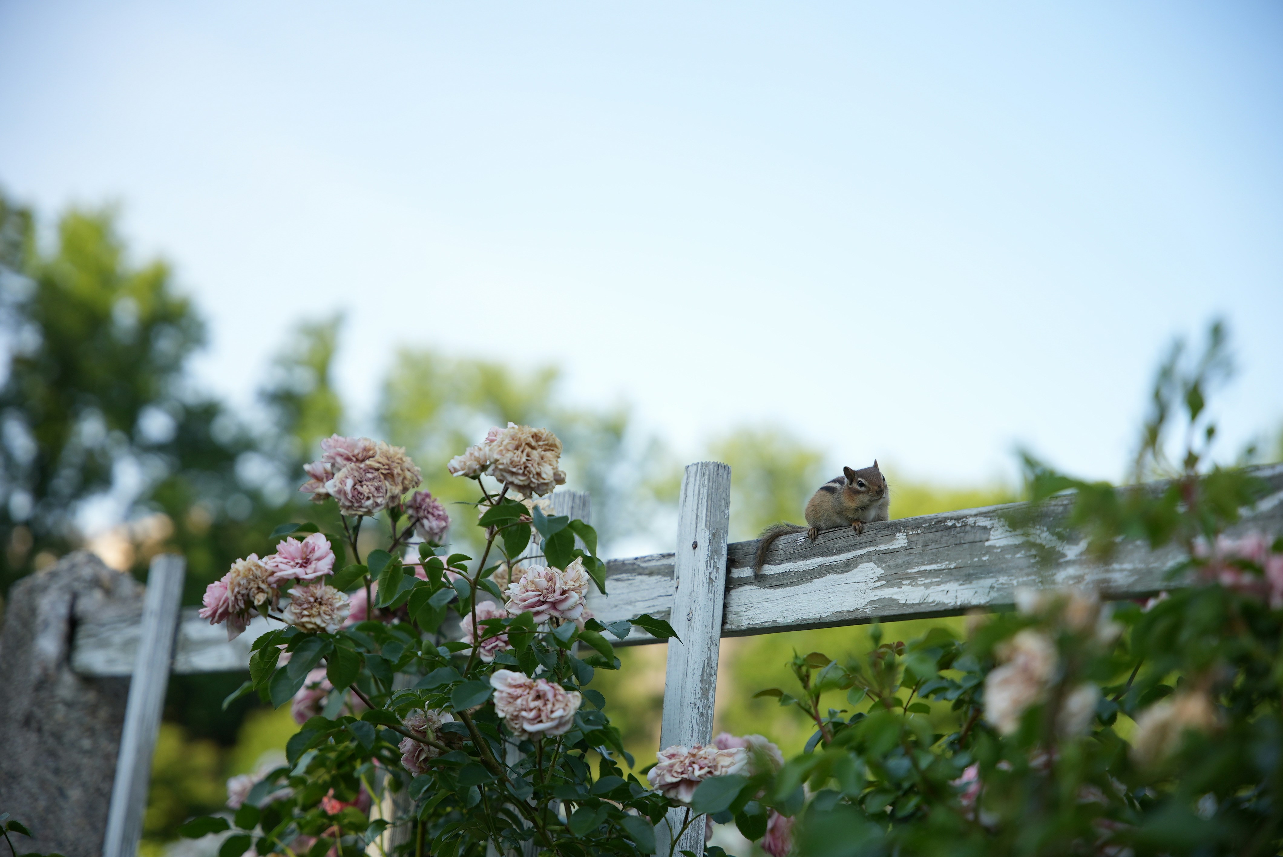 Fence Top Serenade: Squirrel among the Hydrangea Arch