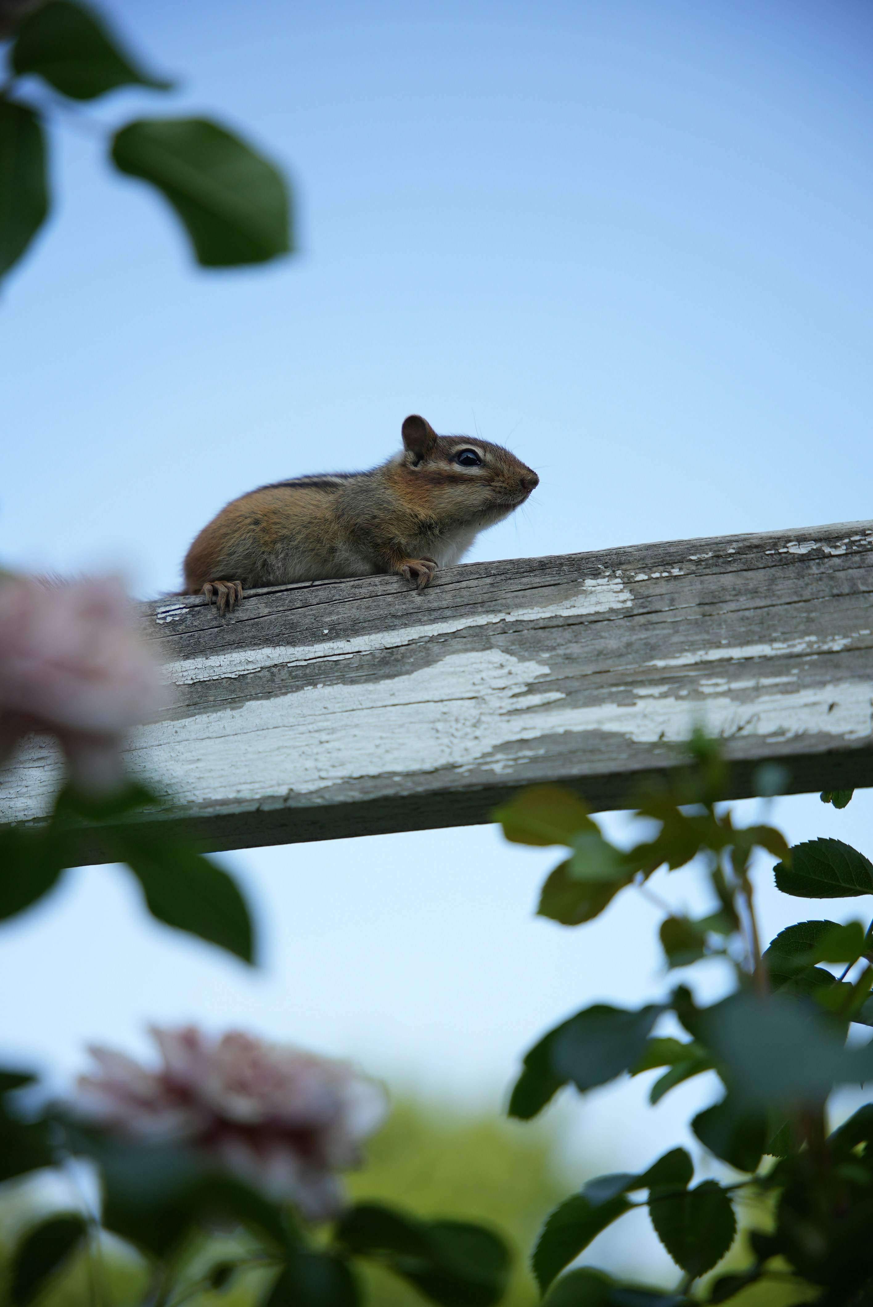 Chipmunk on a Weathered Rails: A Quiet Garden Moment
