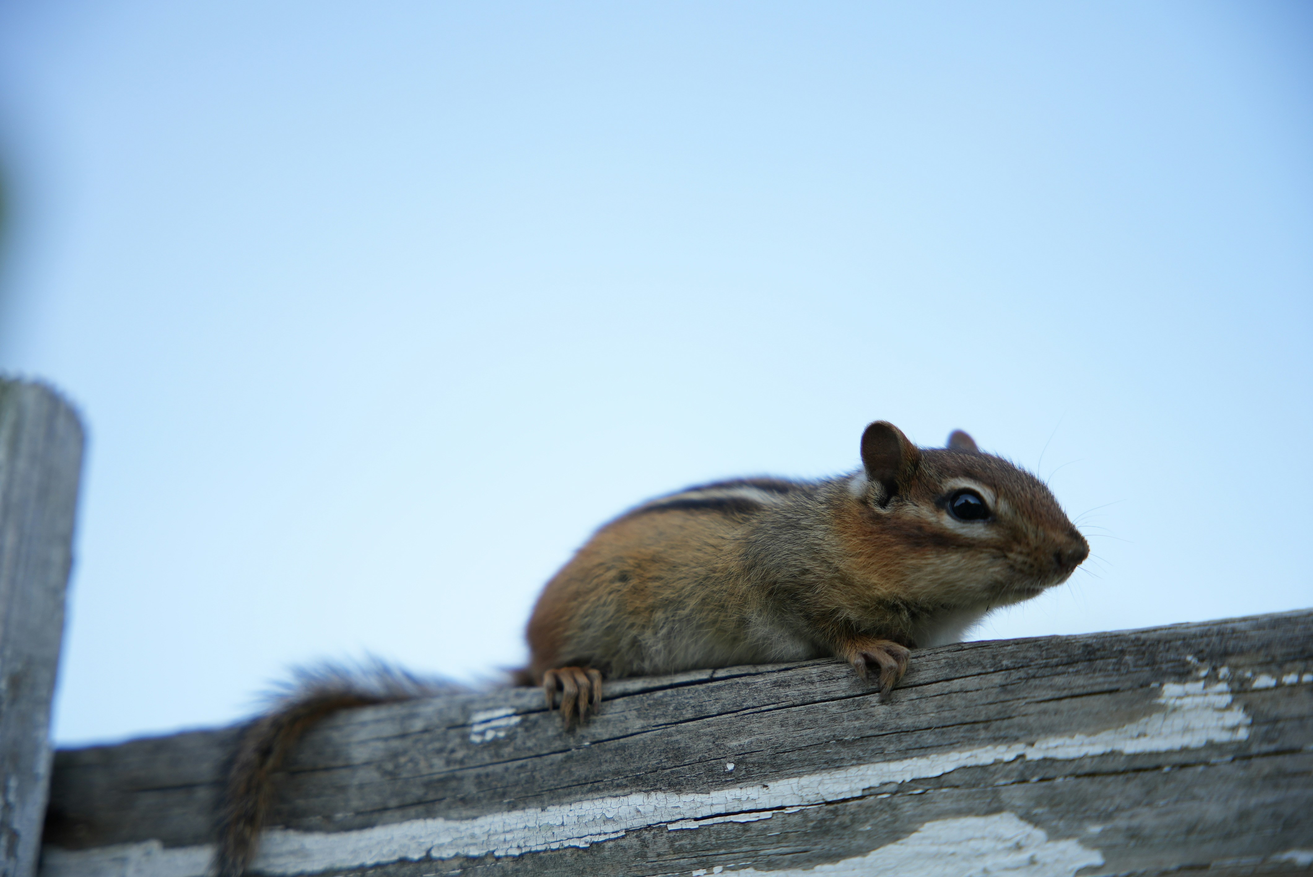 Squirrel Poised on Weathered Beam: Quiet Vigil on a Sunny Day
