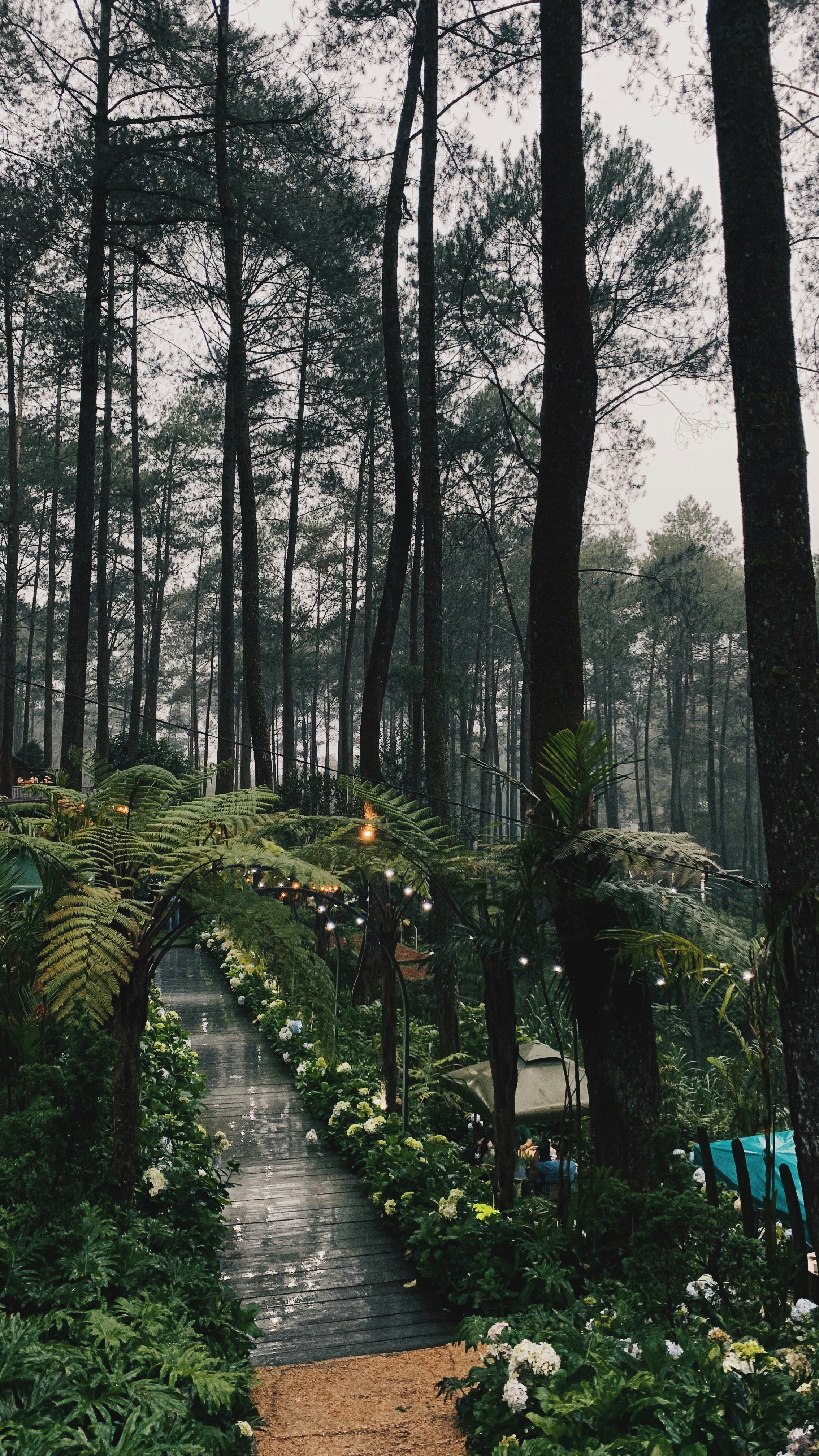 Forest Cathedral: A Rainy Pathway Through Lantern-lit Ferns