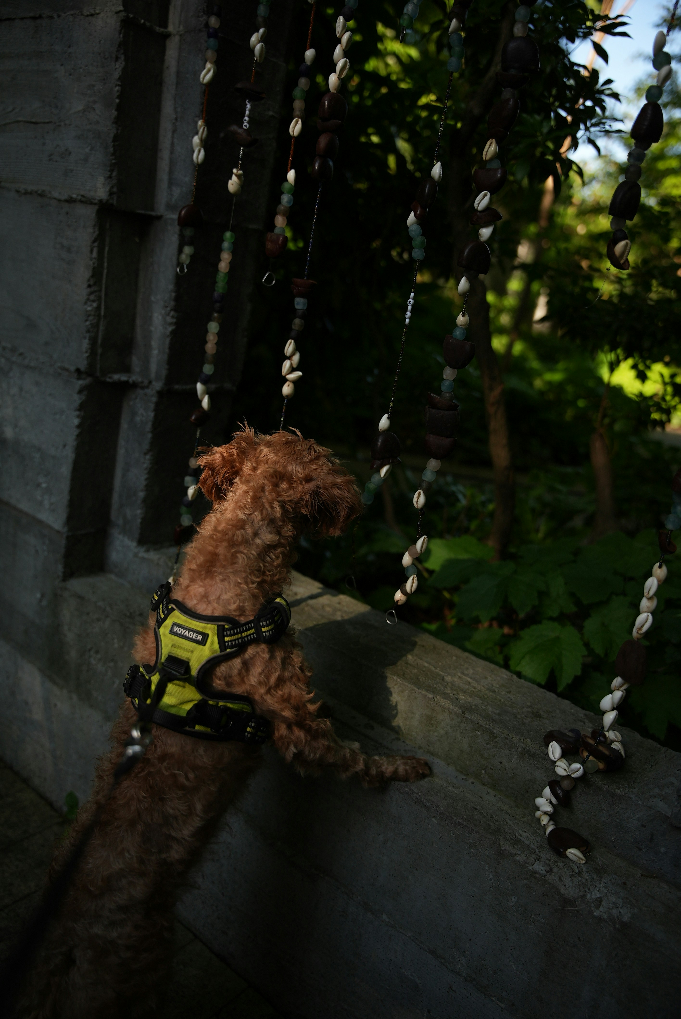 Curious Pup at the Windowed Garden Gate
