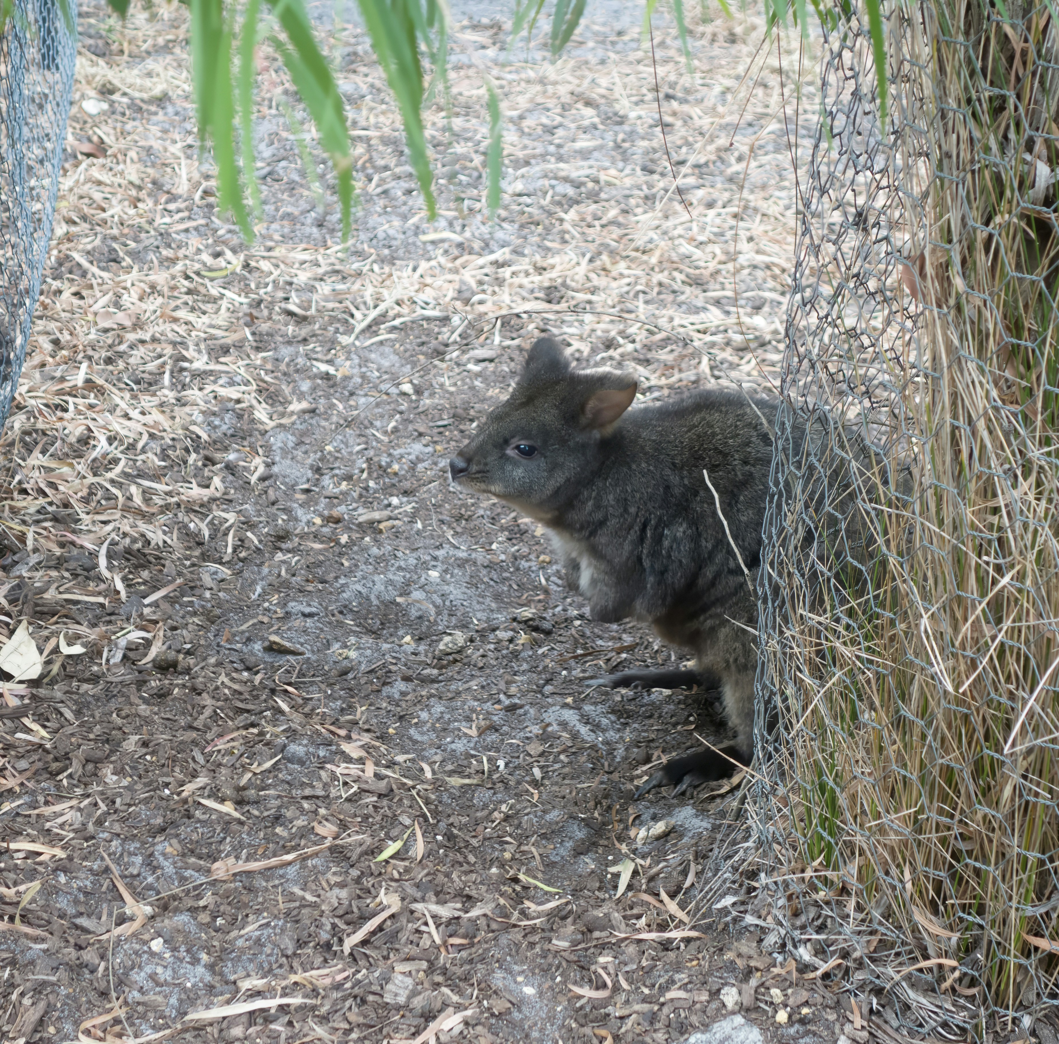 A small wallaby-like animal peeking from behind dry grass.