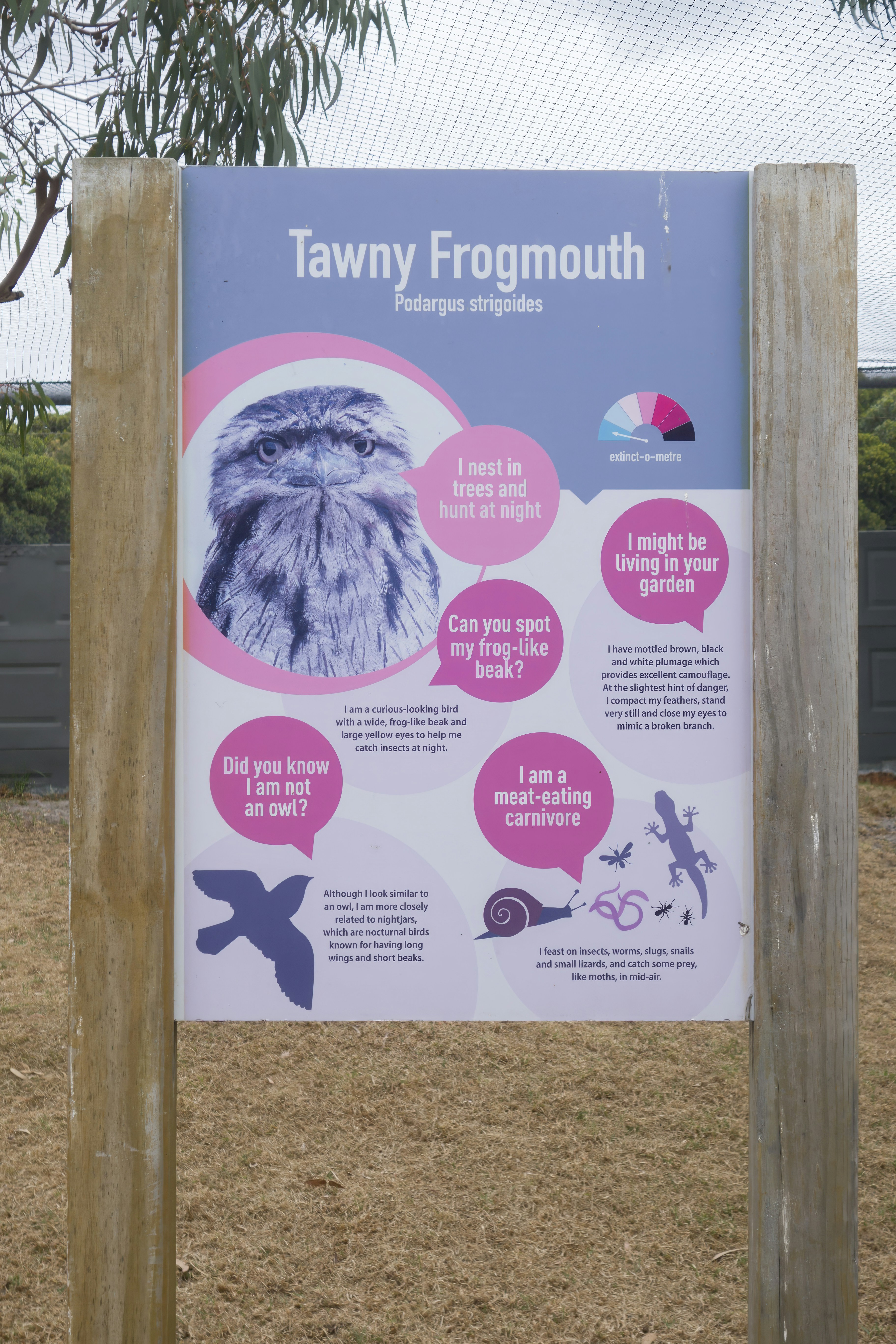 Owl Poster at Tawny Frogmouth Exhibit