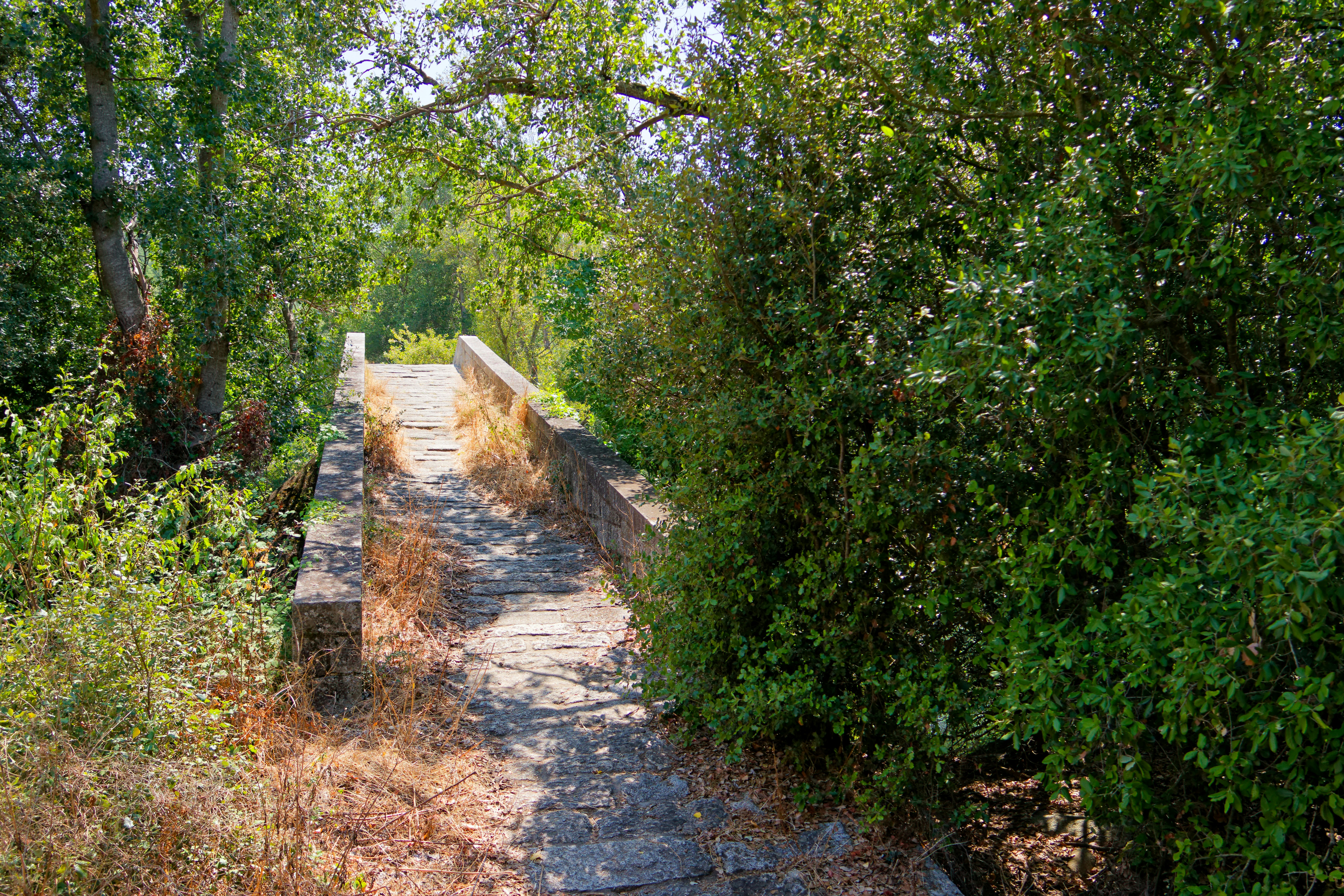 Sunlit Stone Bridge Carved Through Green Corridor