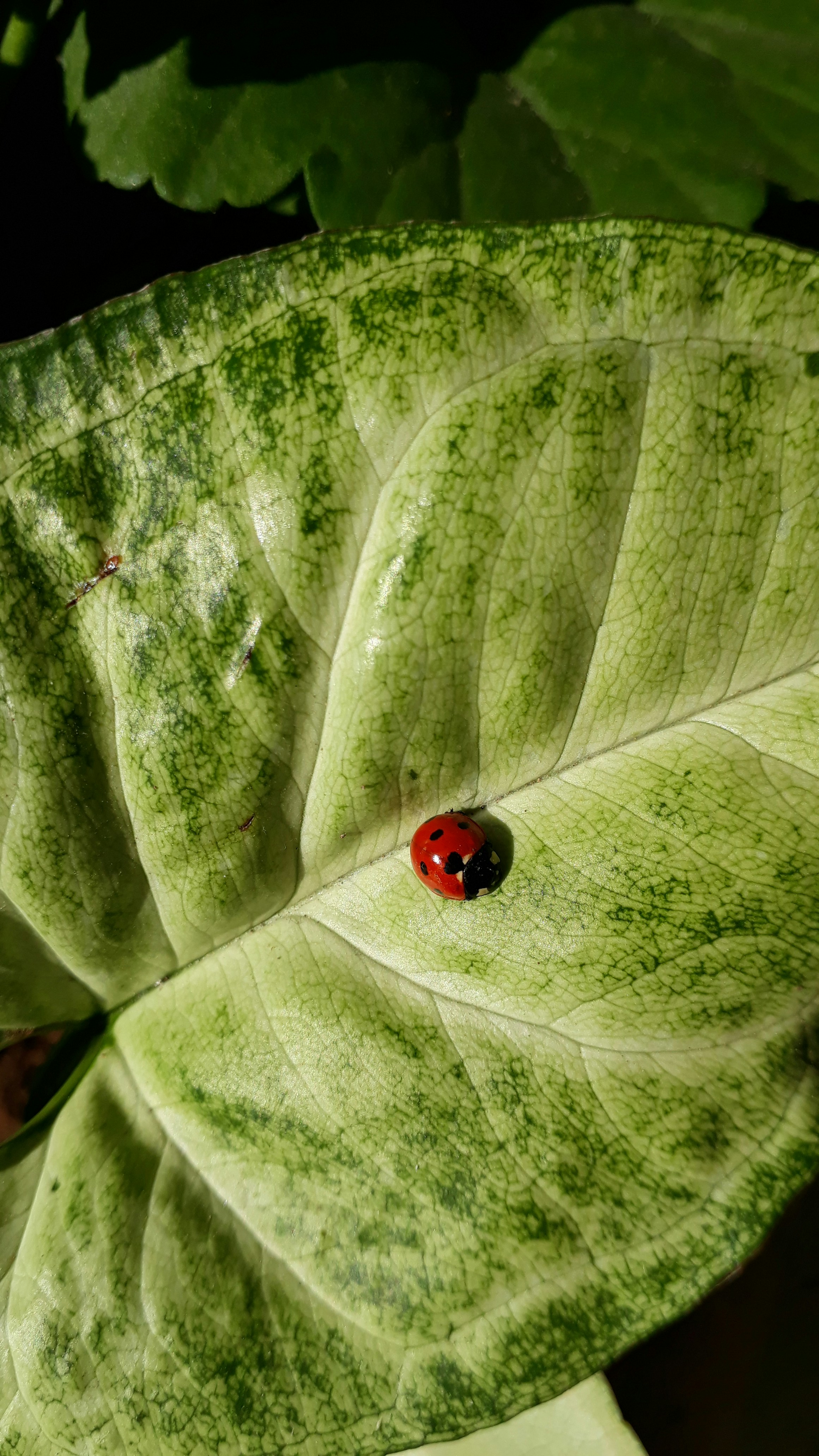 Red Ladybug on a Veined Leaf: A Moment of Color in Green Texture