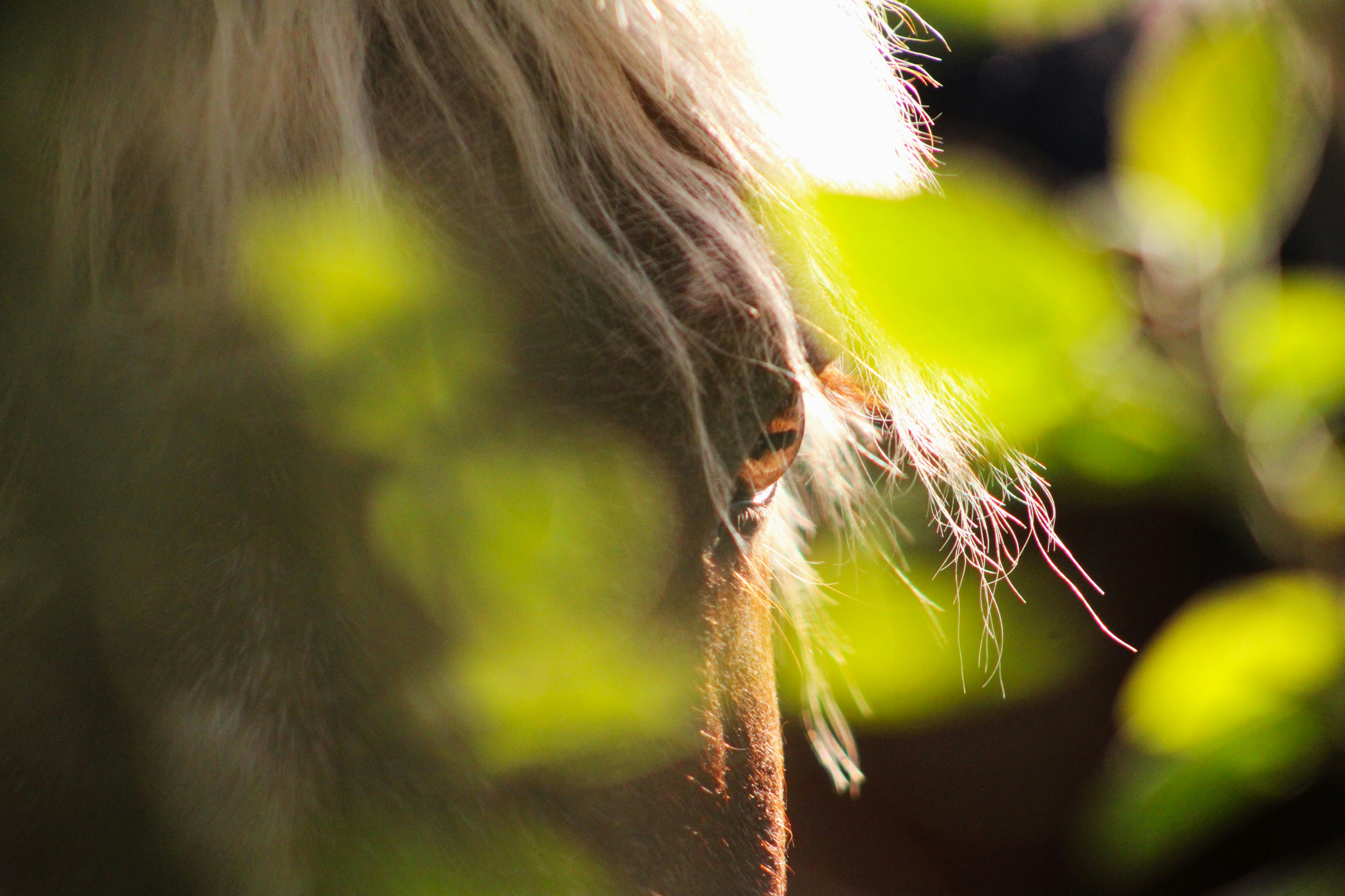 Sunlit Strands: An Intimate Moment in the Foliage