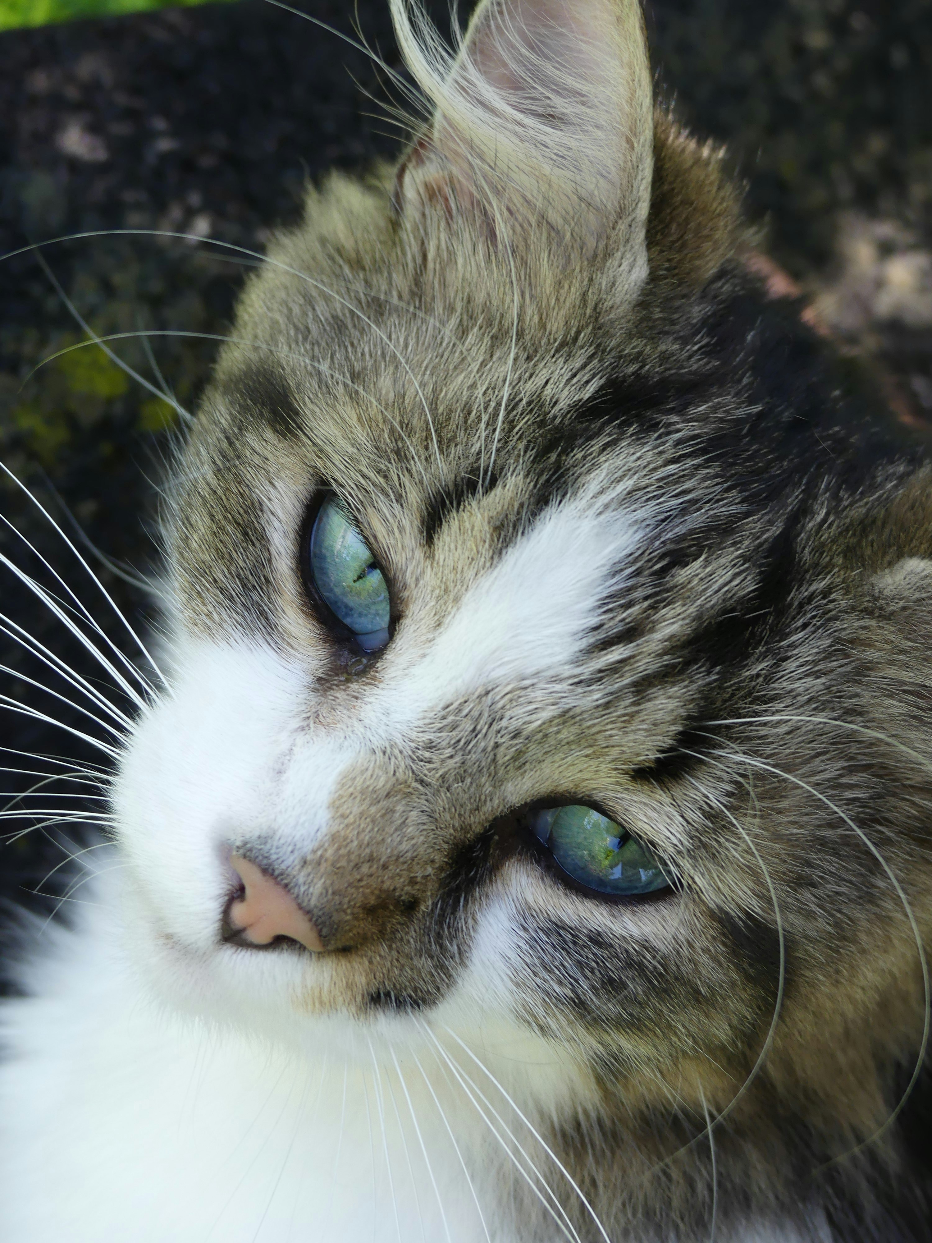Emerald Gaze: Close-Cropped Portrait of a Curious Tabby
