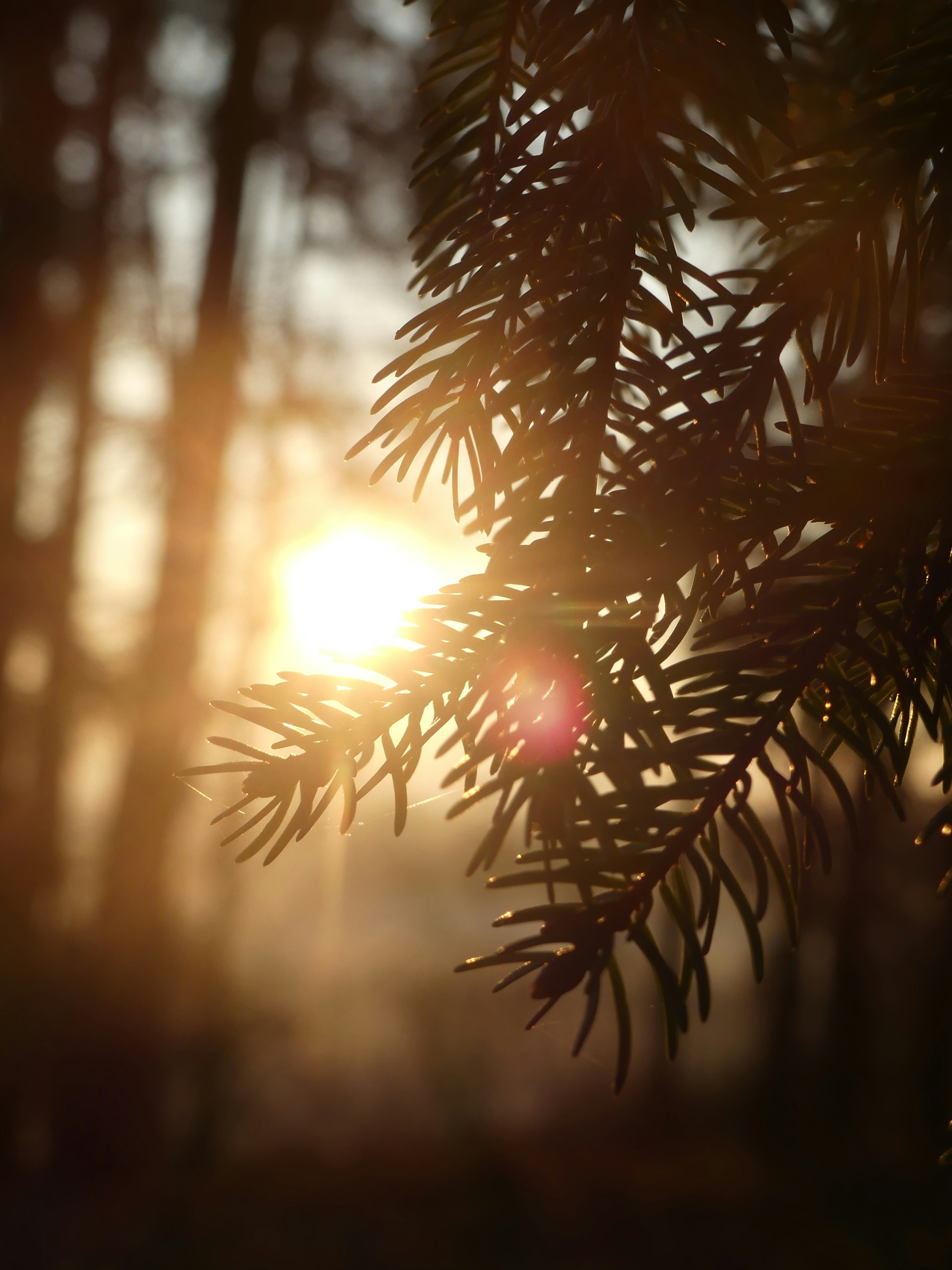 Sunlit Fir Needles in a Warm Autumn Haze