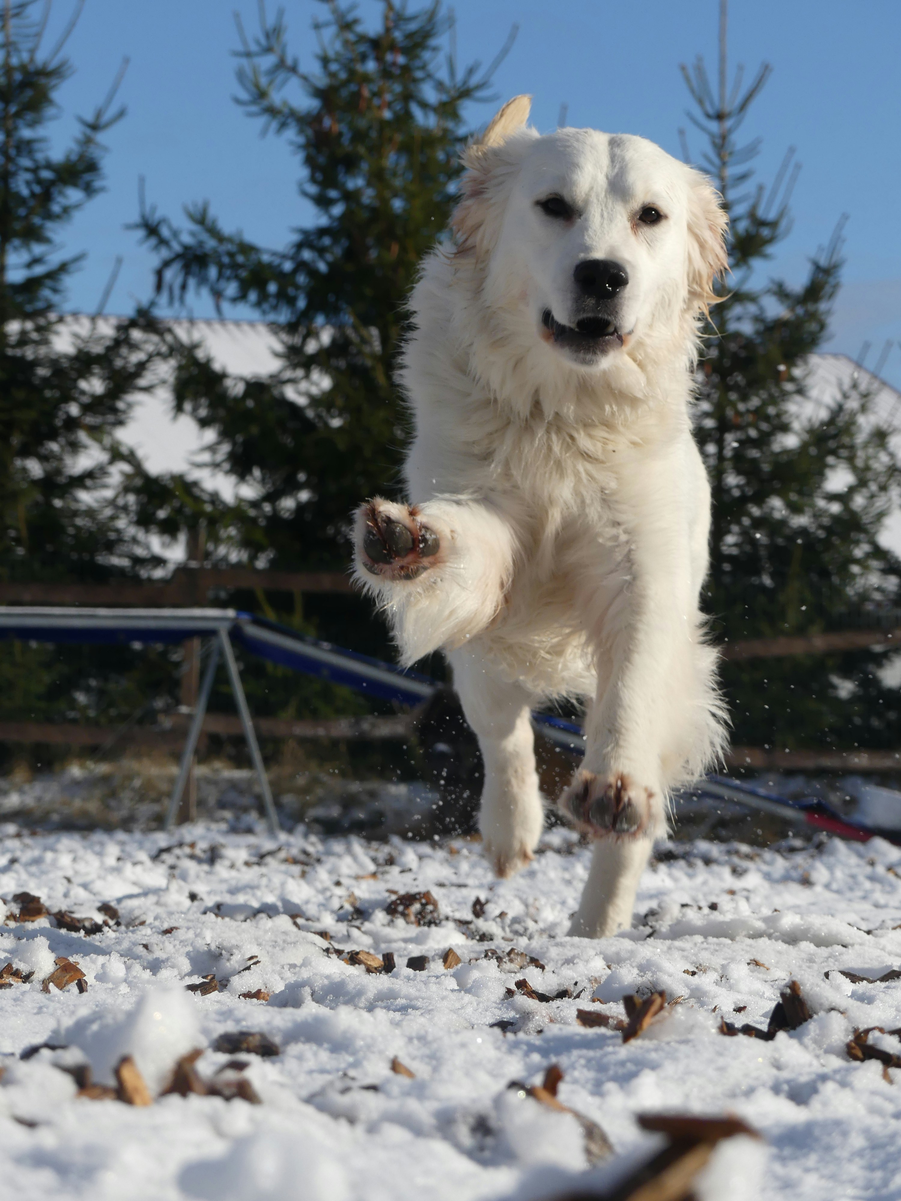Leap of Snowbound Joy: White Pup in a Winter Chase
