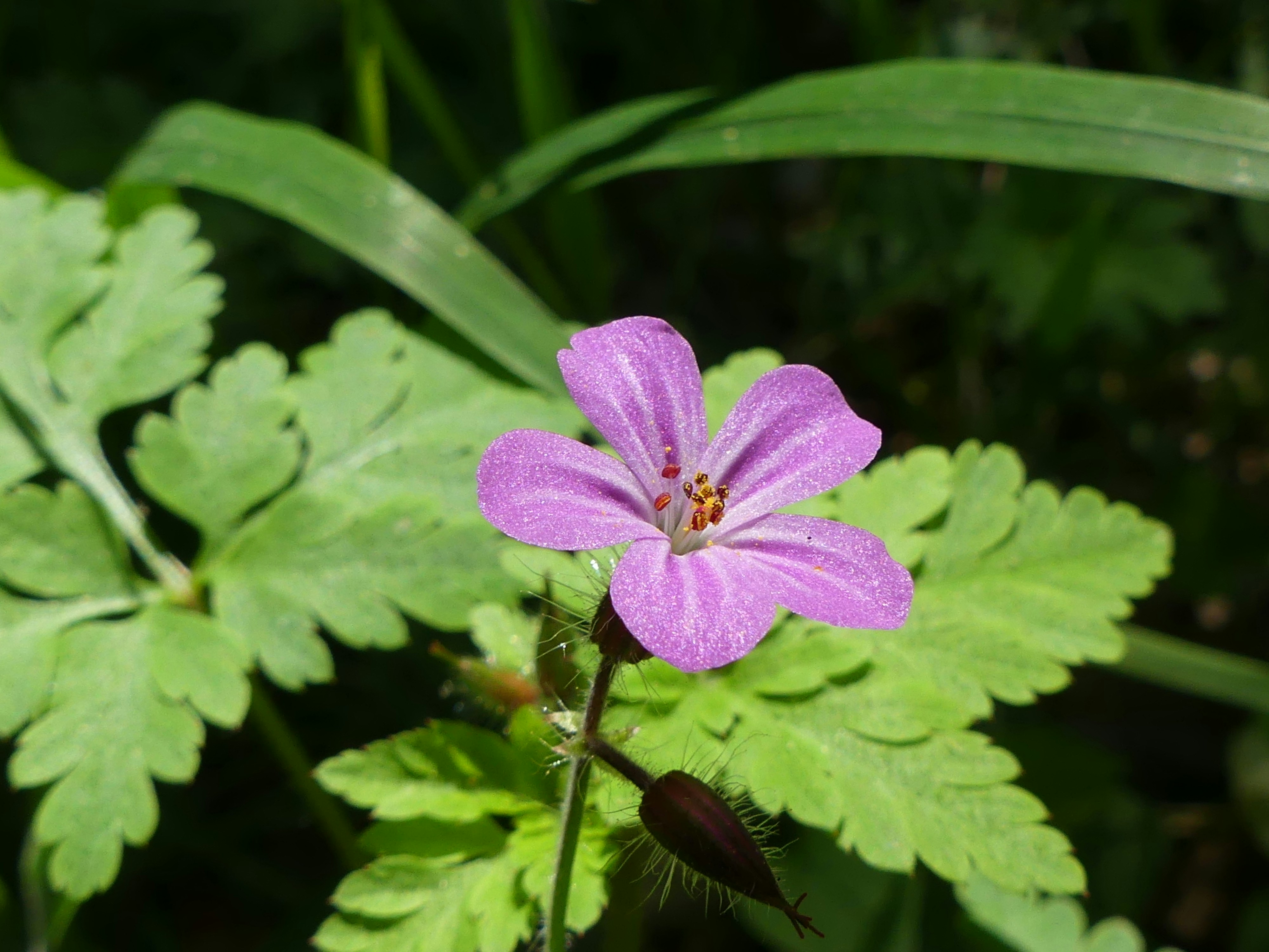 Pink geranium in dappled shade framed by serrated green leaves