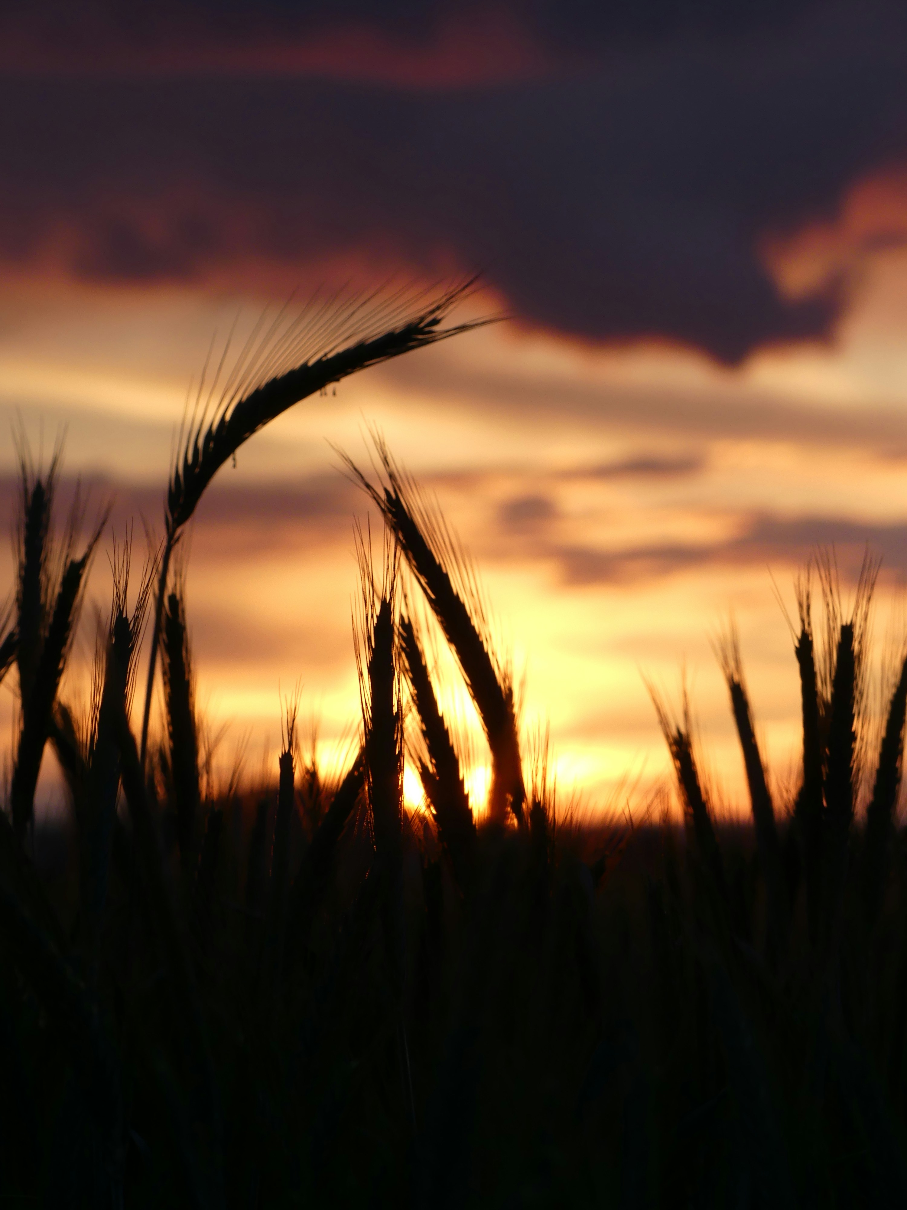 Sunset Silhouette: Whispering Wheat Against a Fiery Sky