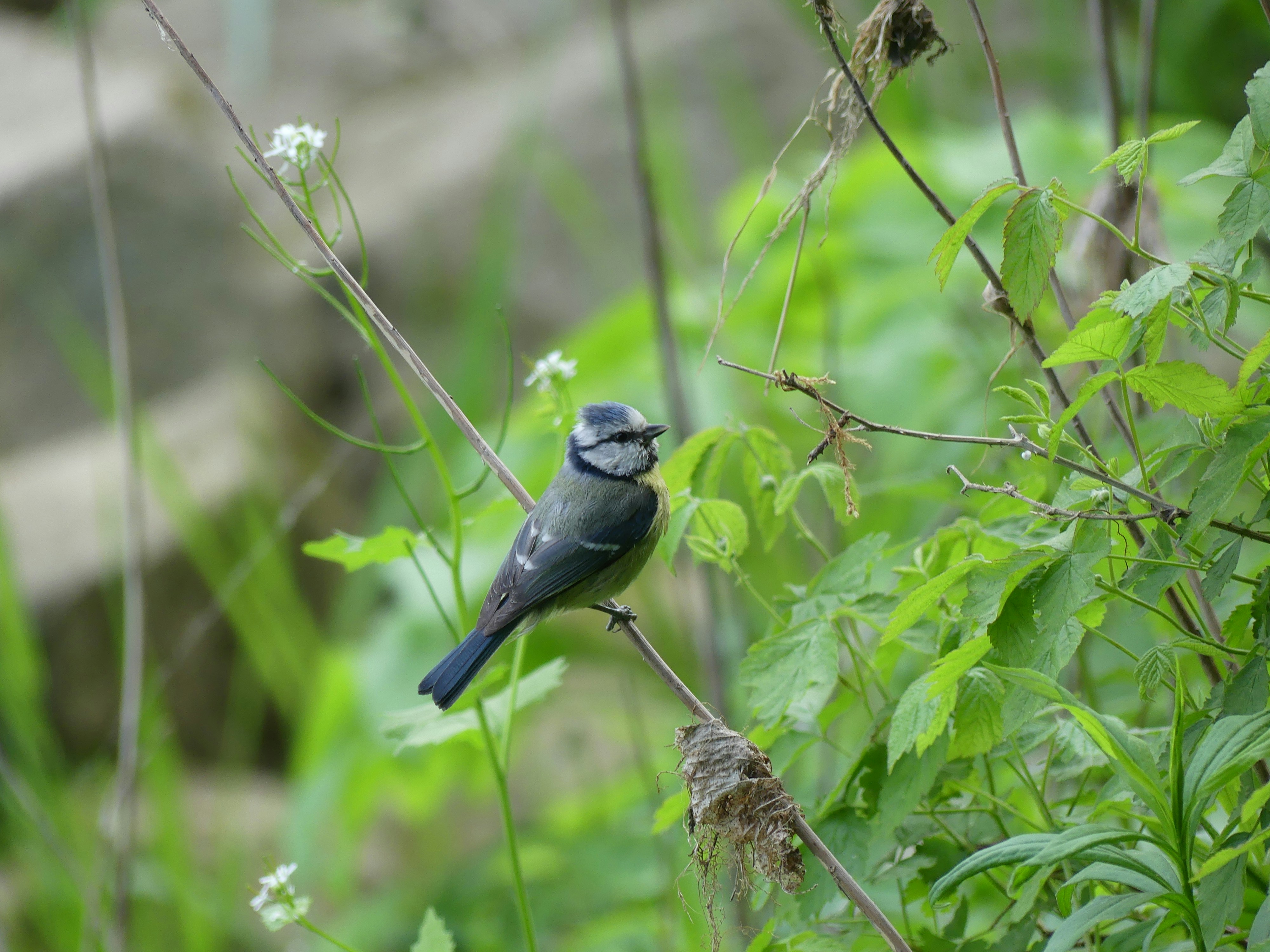 Blue-gray Bird on a Green Vine: A Quiet Forest Moment
