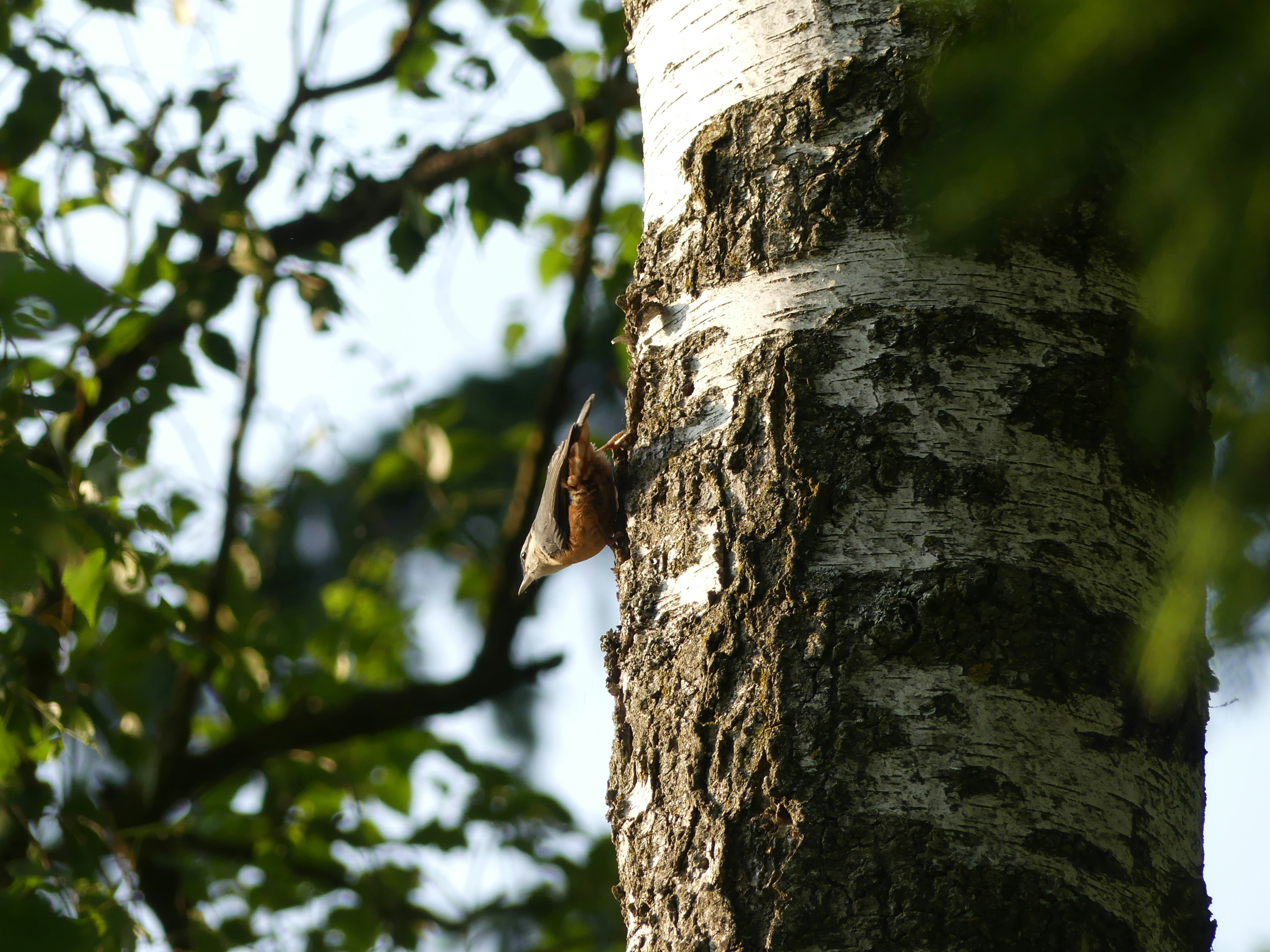 Birch Trunk in Focus: Mossy Bark and Dappled Light