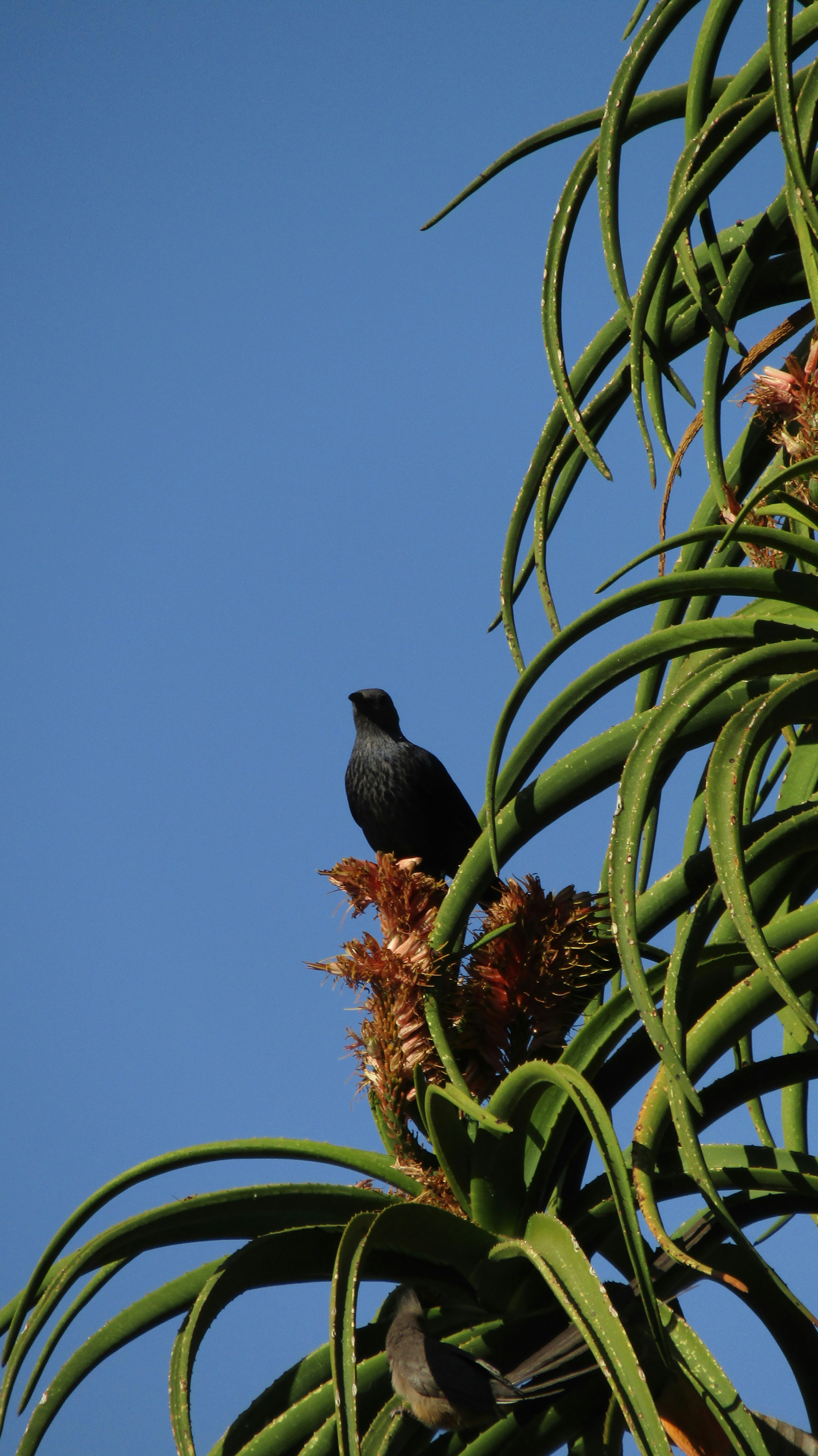 Black Bird on Green Fronds Against a Clear Blue Sky