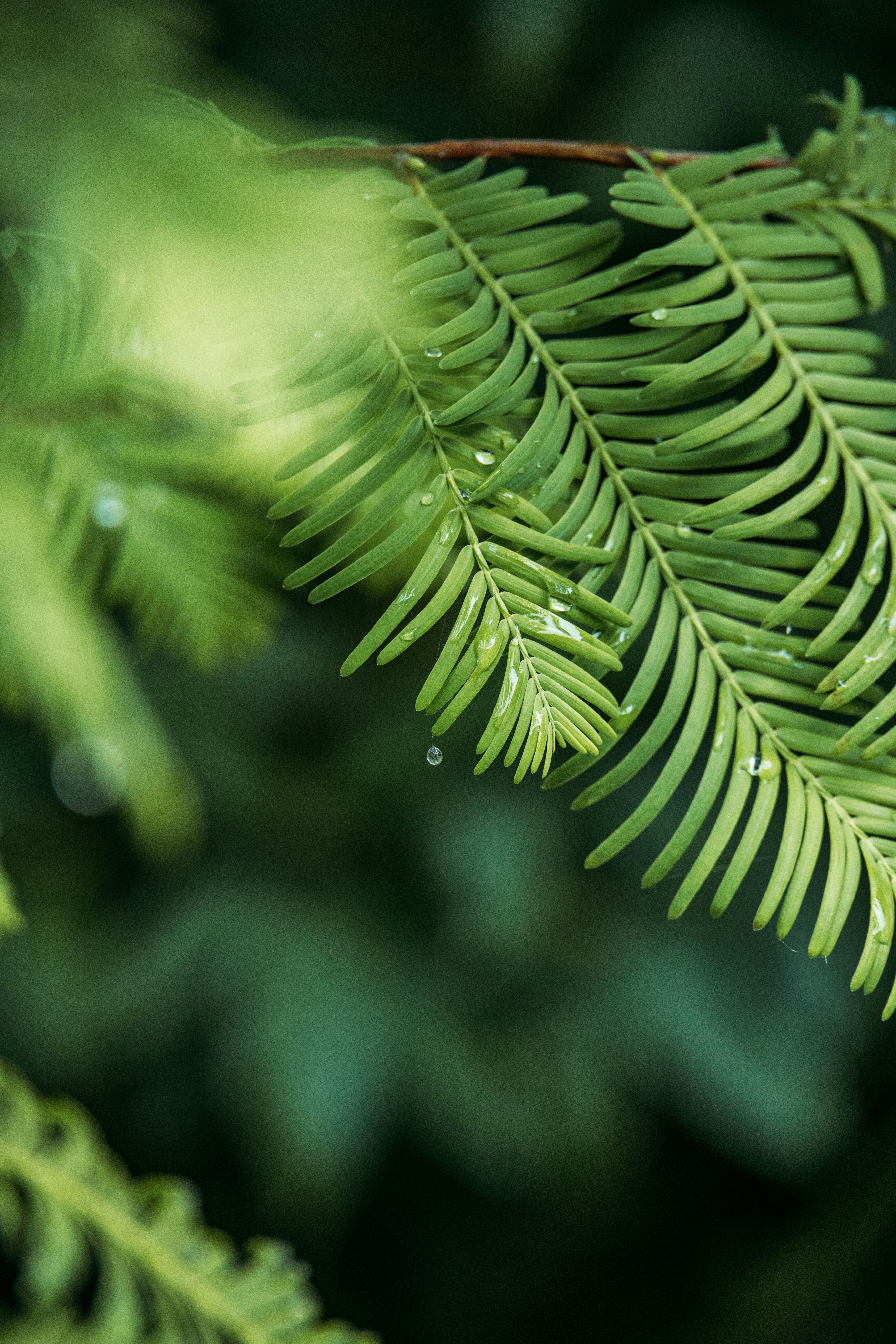 Emerald Fronds with Dew: A Quiet Green Macro Moment