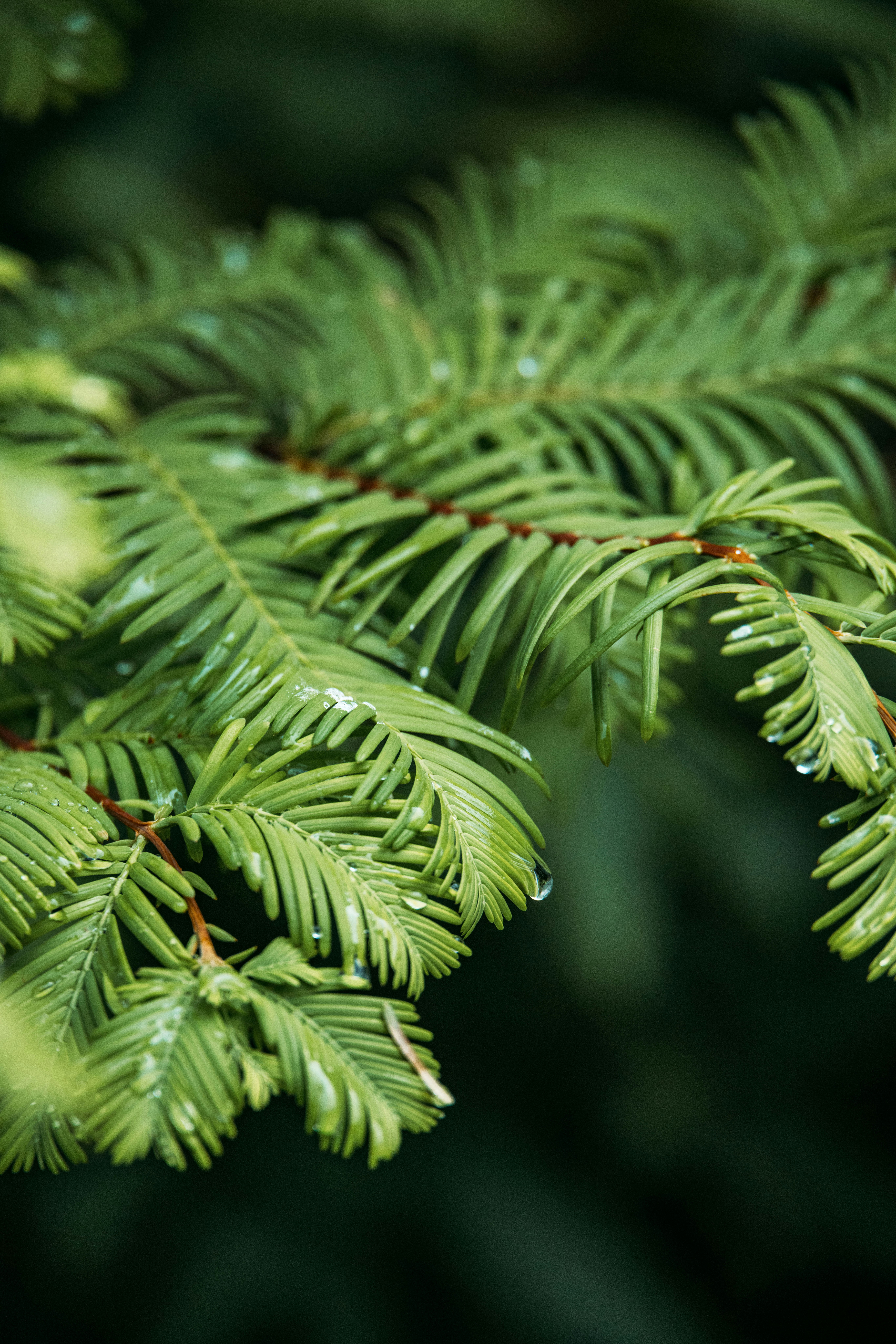 Emerald Sprigs: Close-Up of Fresh Green Fir Needles