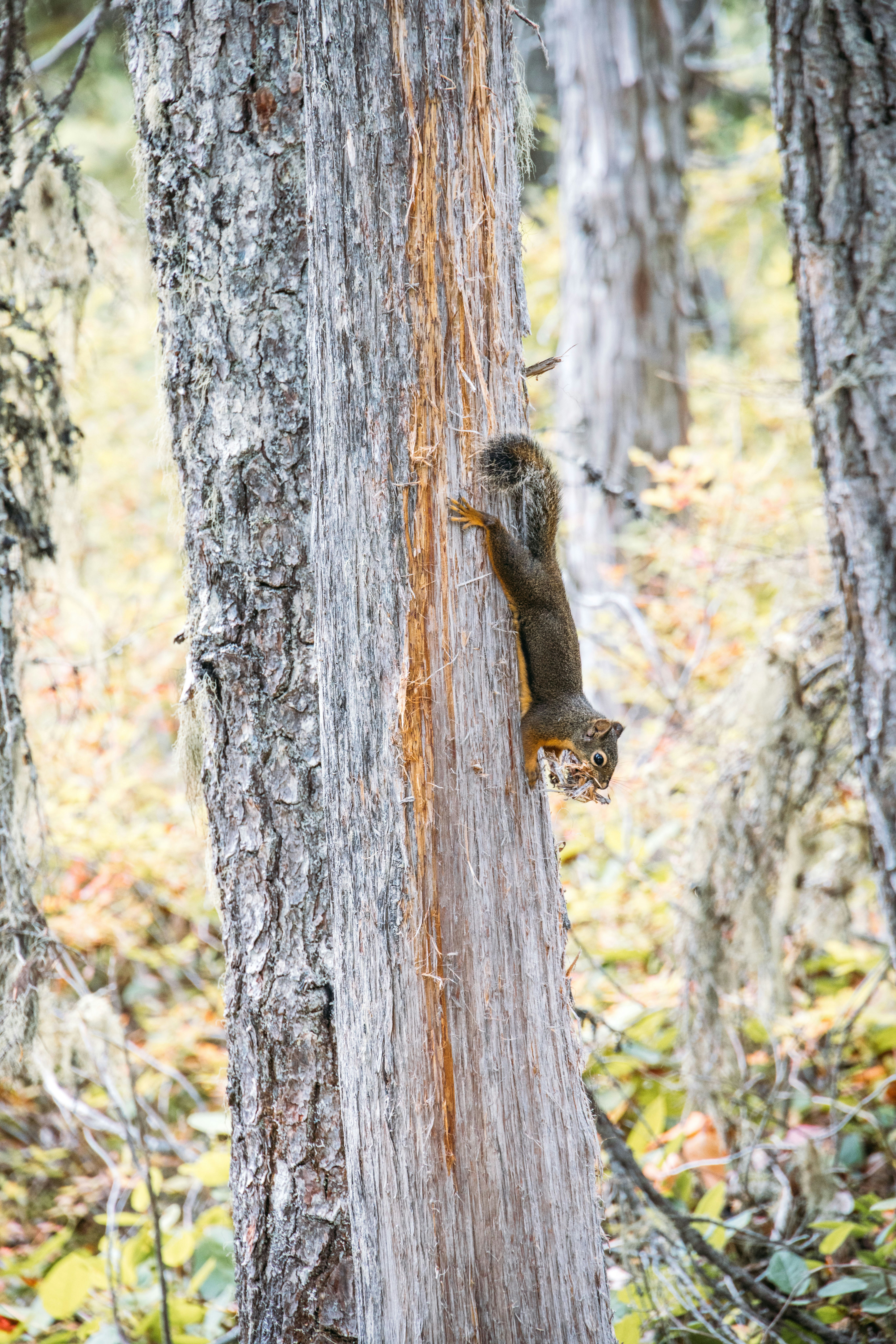 Squirrel Cling on Weathered Cedar: A Quiet Forest Moment