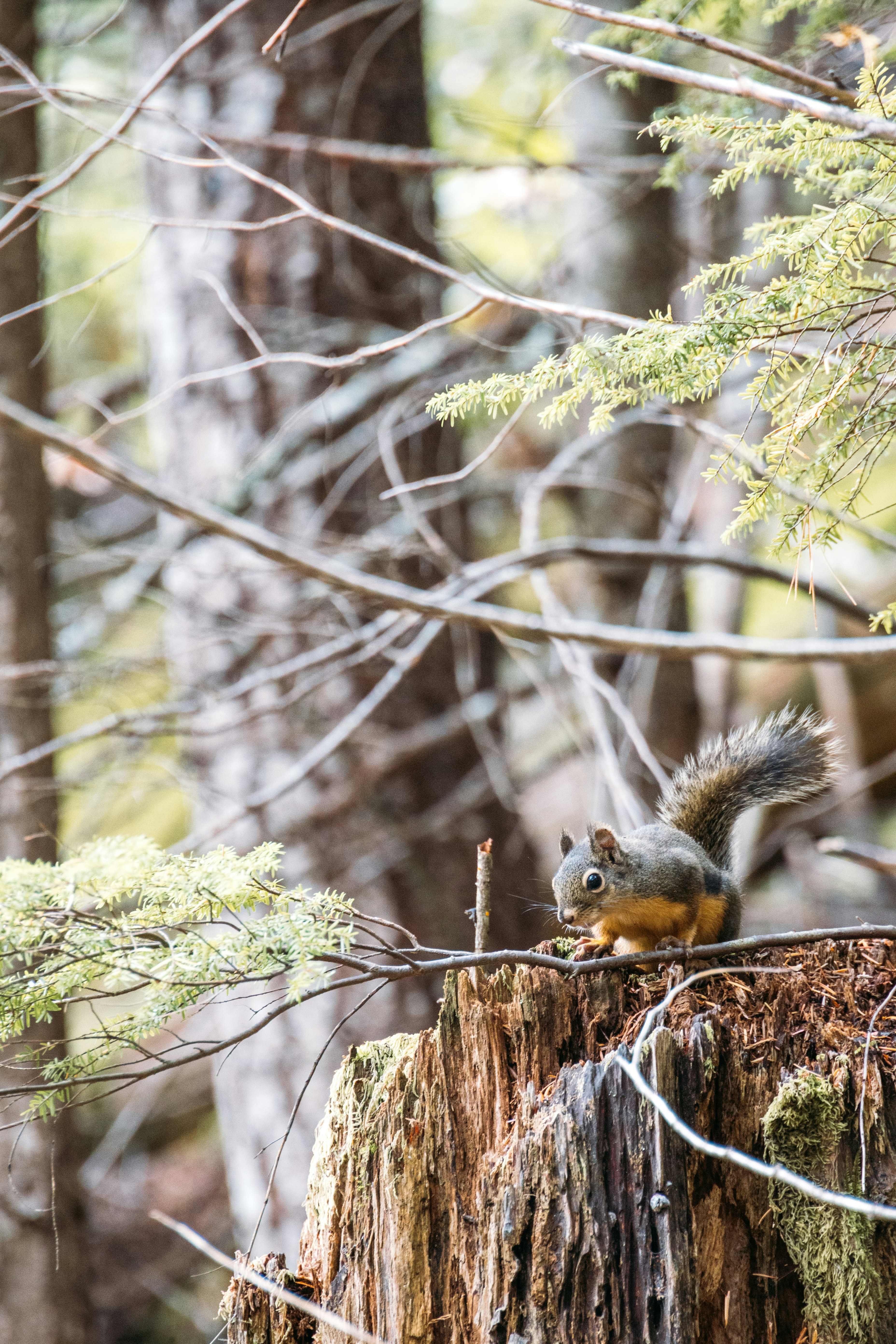 Squirrel Sentinel on a Mossy Tree Trunk